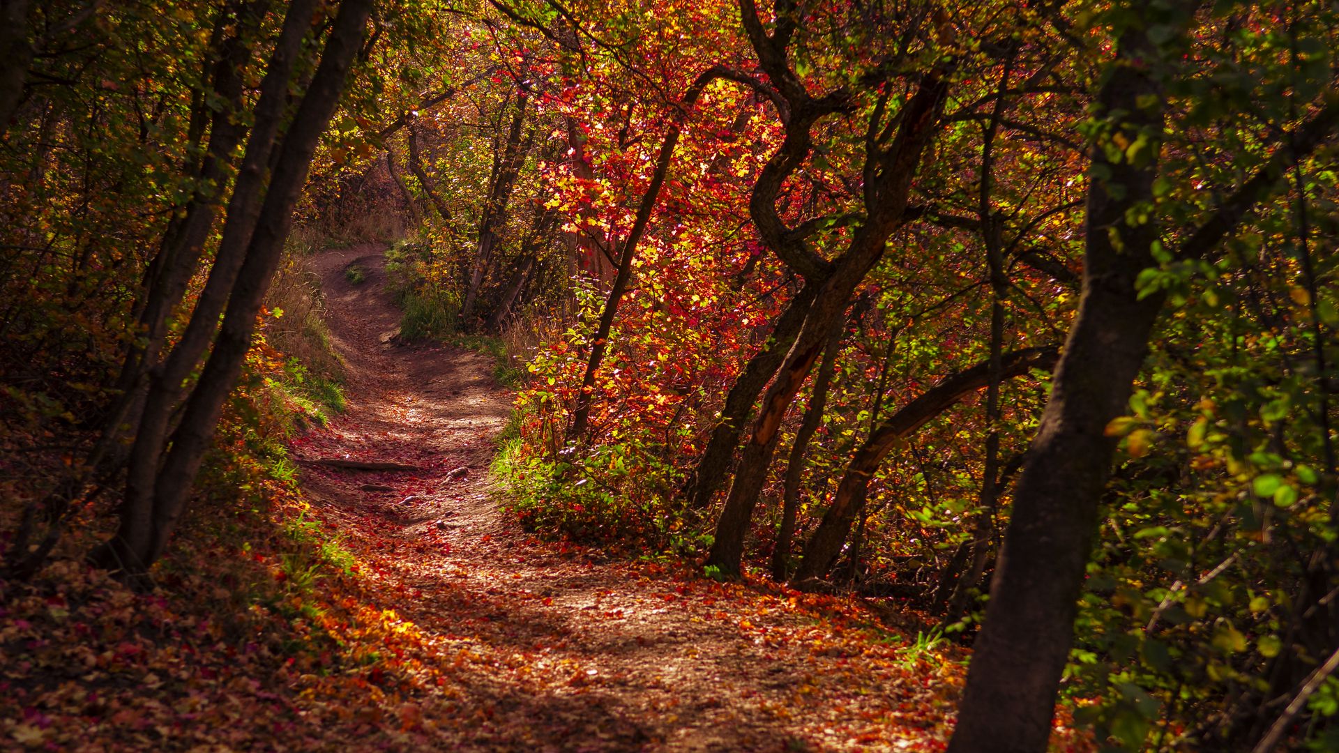 Download wallpaper 1920x1080 forest, trail, leaves, dry, autumn full hd ...
