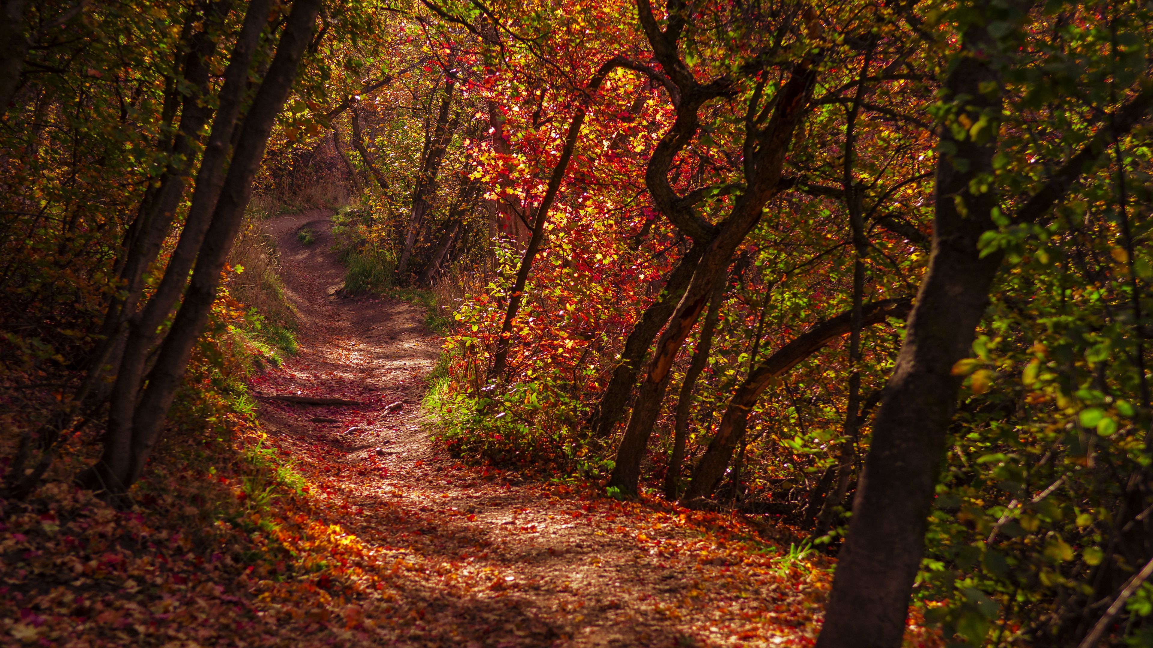 Download wallpaper 3840x2160 forest, trail, leaves, dry, autumn 4k uhd ...