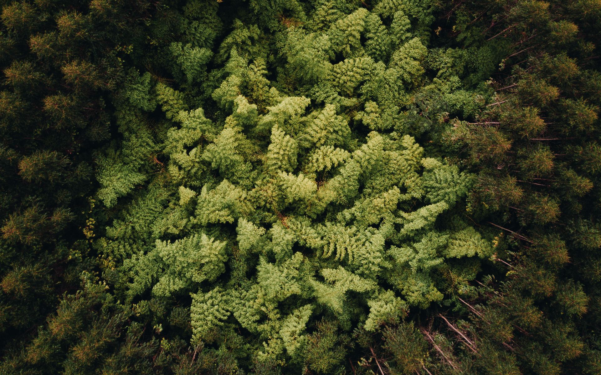 Download wallpaper 1920x1200 forest, trees, aerial view, treetops ...