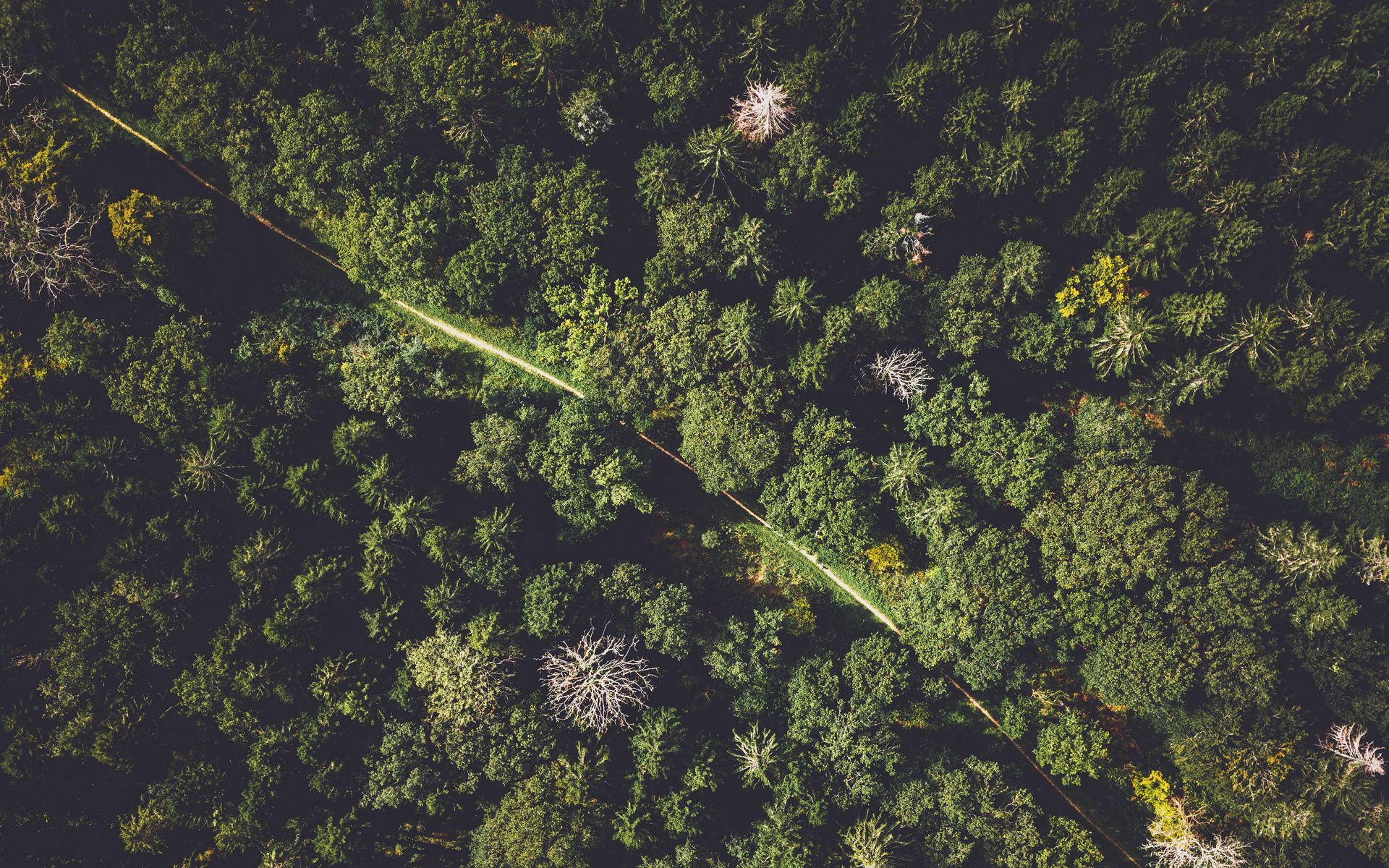 Download wallpaper 1920x1200 forest, trees, aerial view, road ...