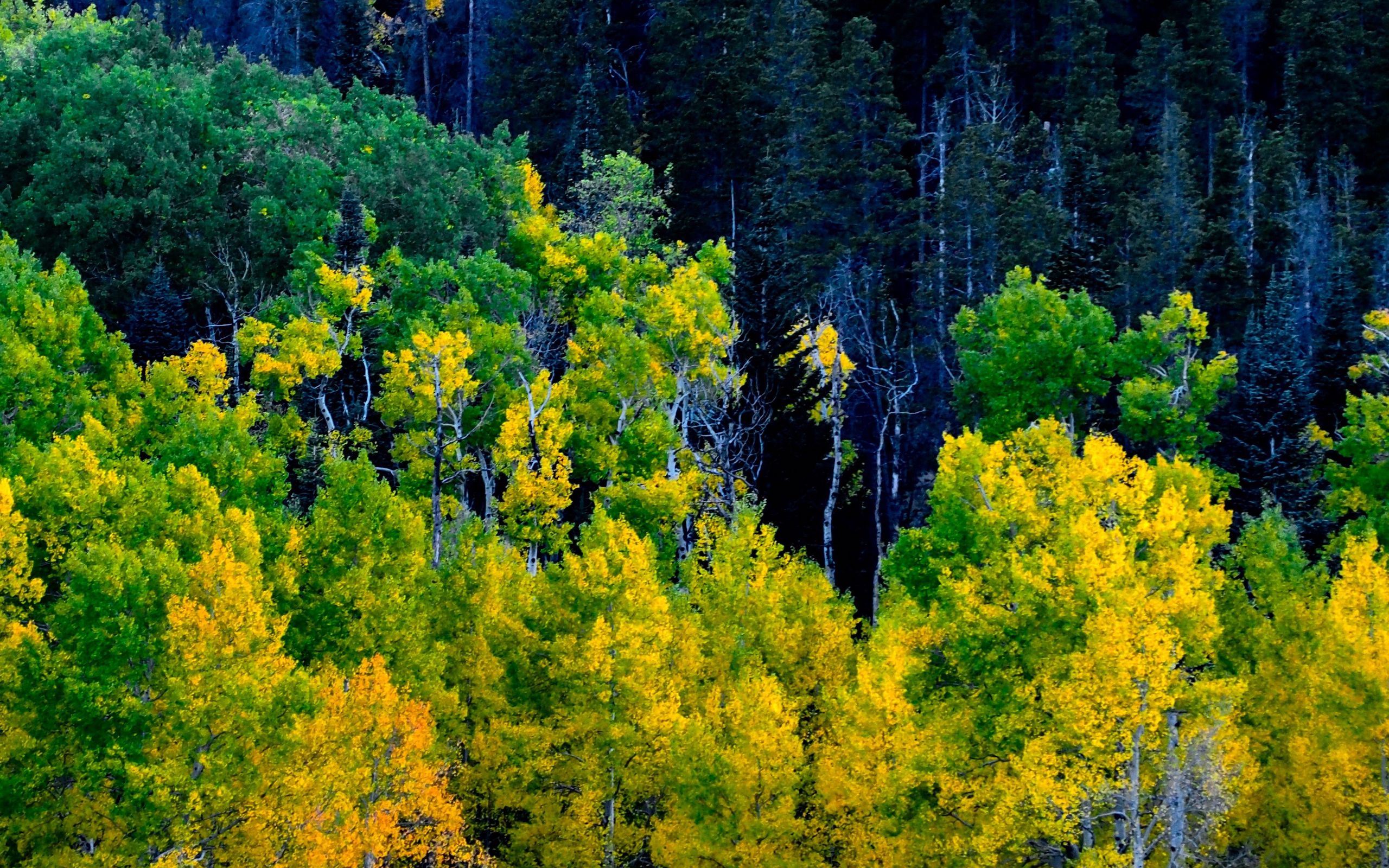 Download wallpaper 2560x1600 forest, trees, autumn, yellow widescreen ...