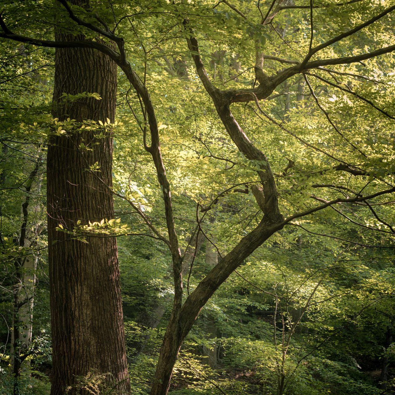 Download wallpaper 1280x1280 forest, trees, branches, nature, landscape ...