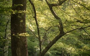 Wallpaper forest, trees, branches, bottom view hd, picture, image