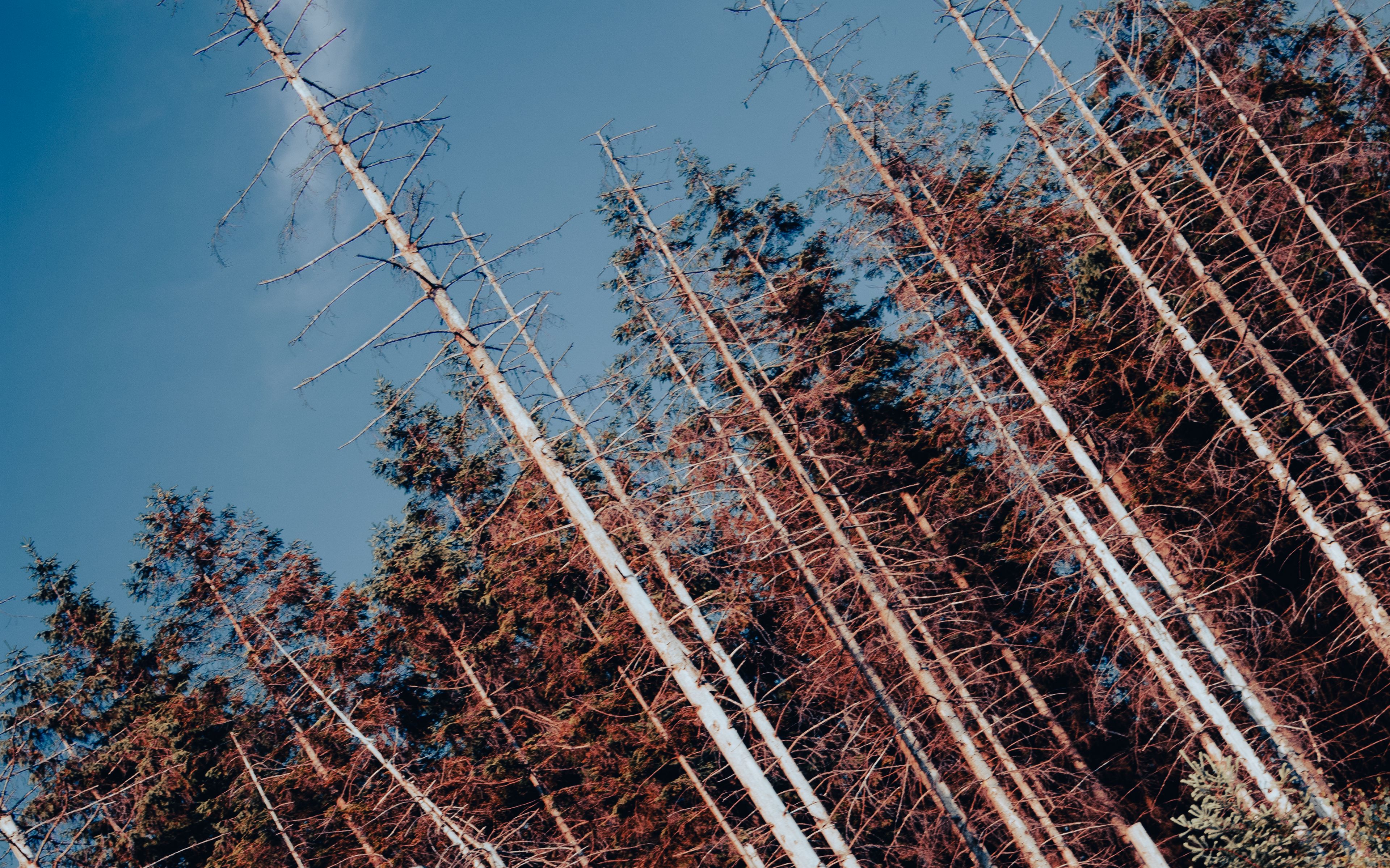 Download wallpaper 3840x2400 forest, trees, branches, landscape, nature ...