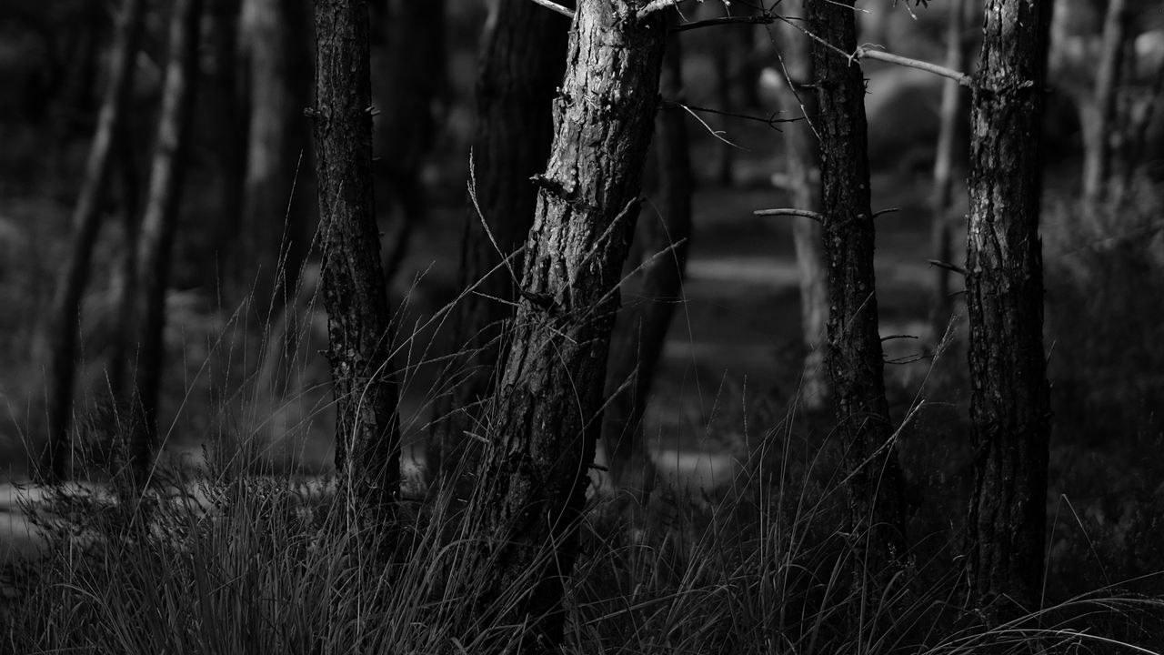 Wallpaper forest, trees, bw, nature hd, picture, image