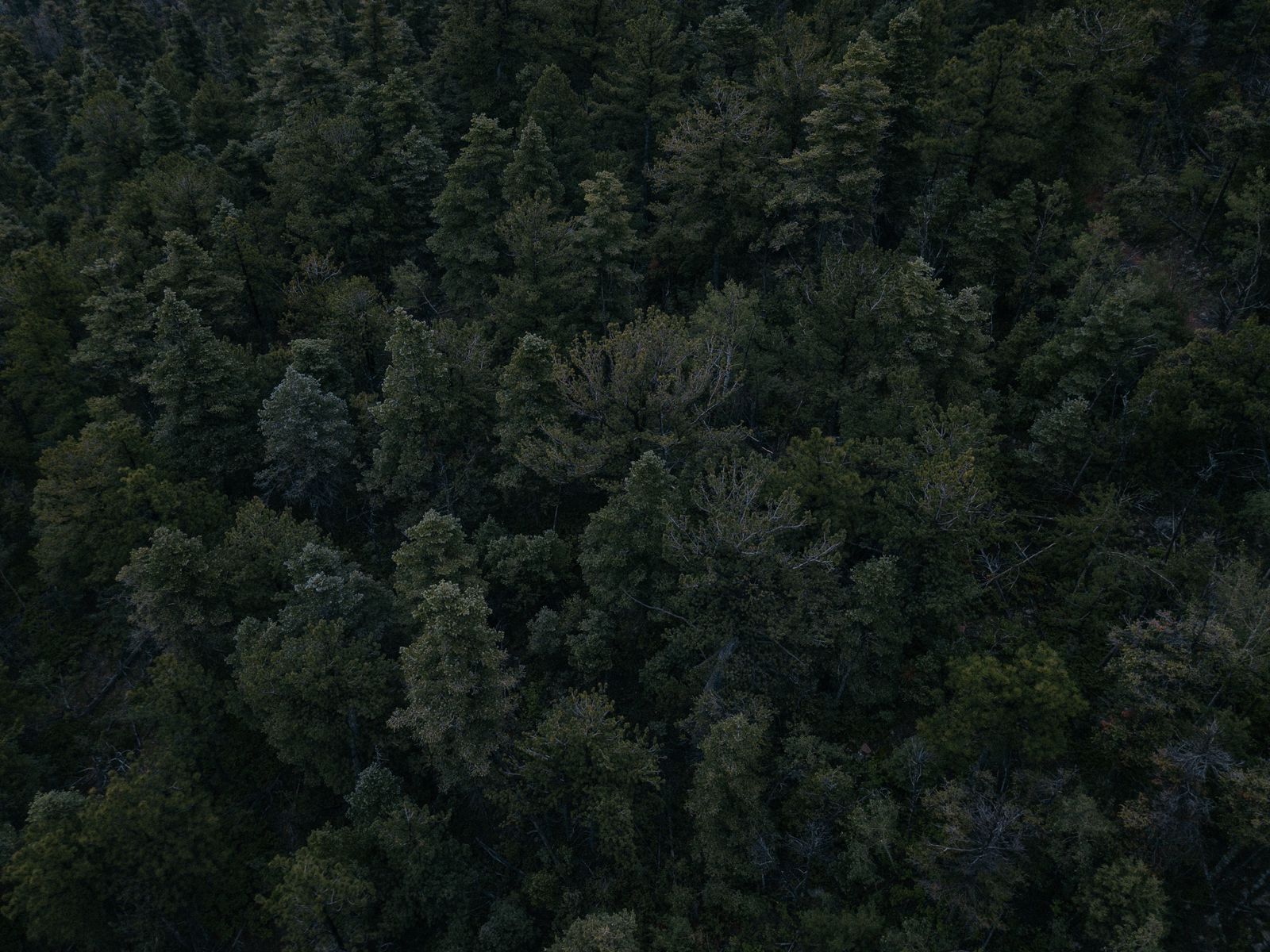 Download wallpaper 1600x1200 forest, trees, dark, top view standard 4:3 ...