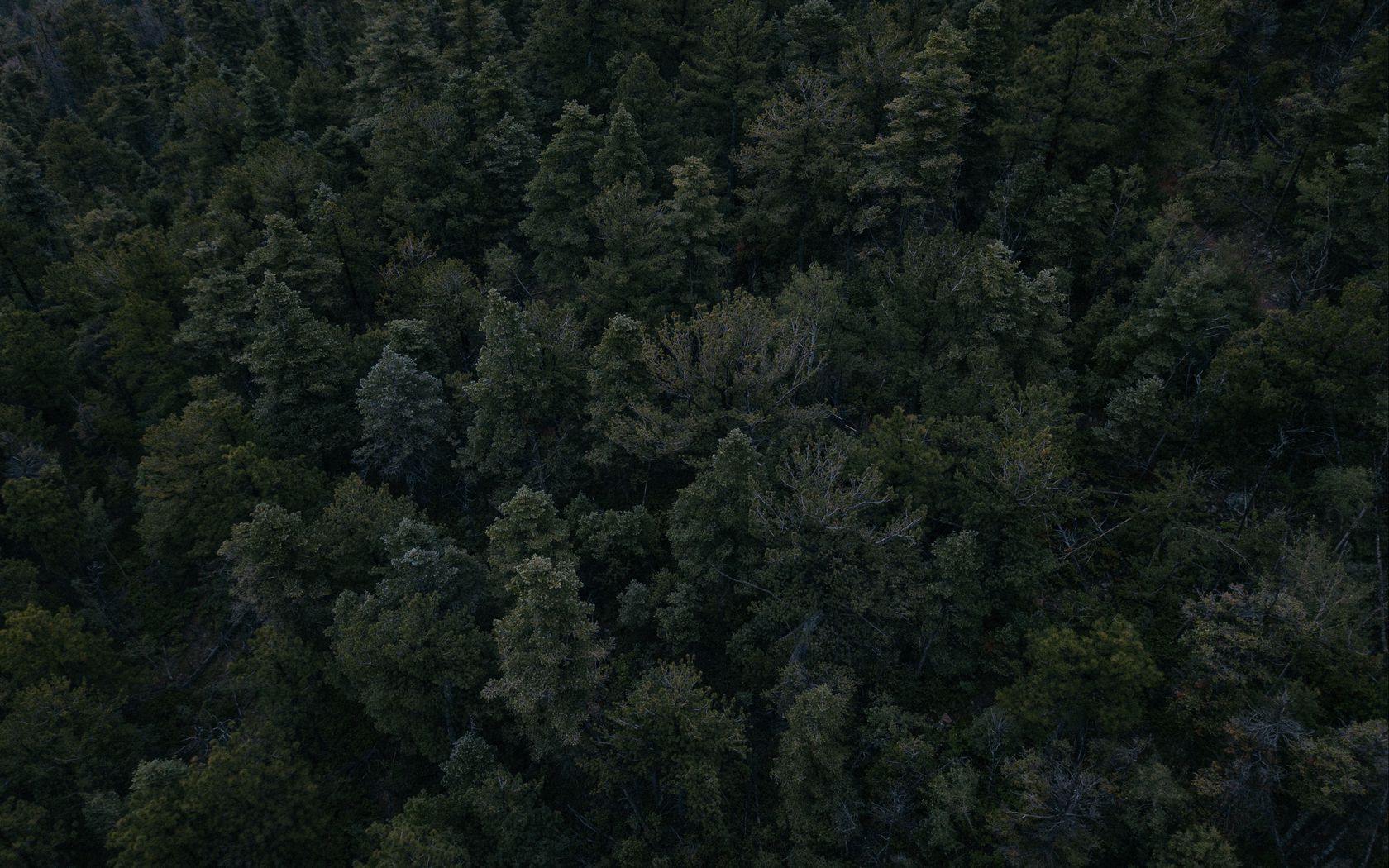 Download wallpaper 1680x1050 forest, trees, dark, top view widescreen ...