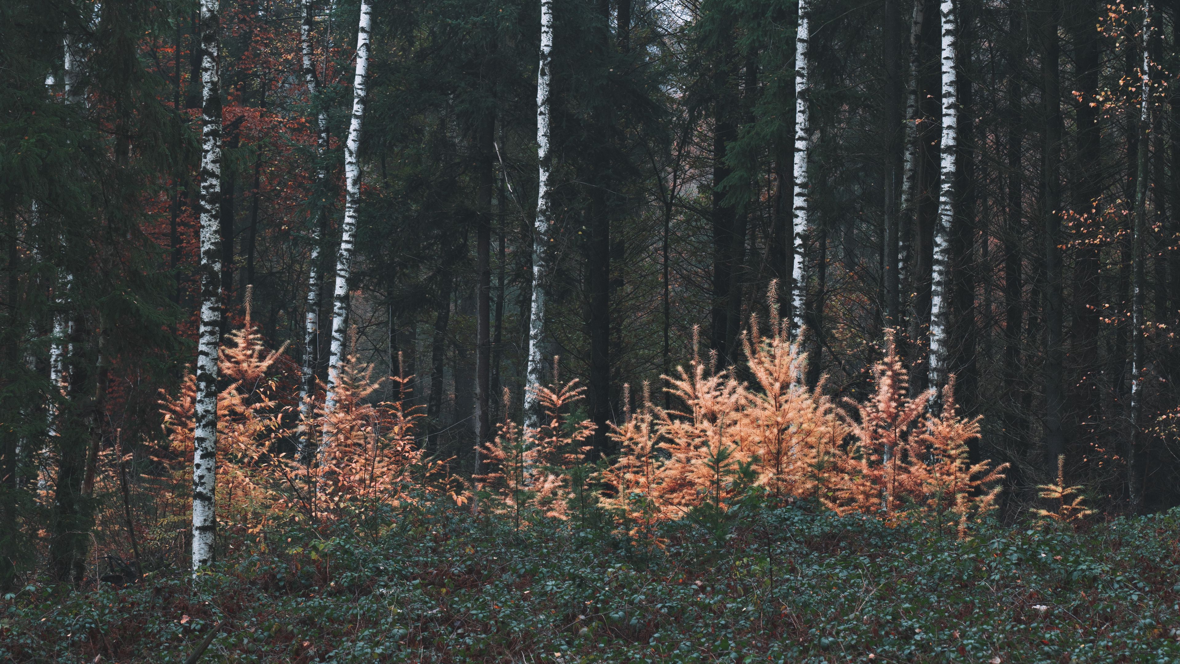 Download wallpaper 3840x2160 forest, trees, fog, nature 4k uhd 16:9 hd ...