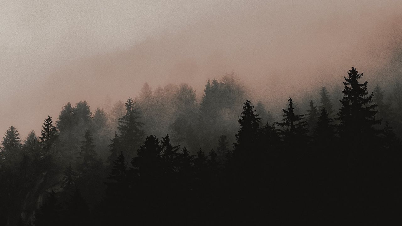 Wallpaper forest, trees, fog, slope, nature hd, picture, image
