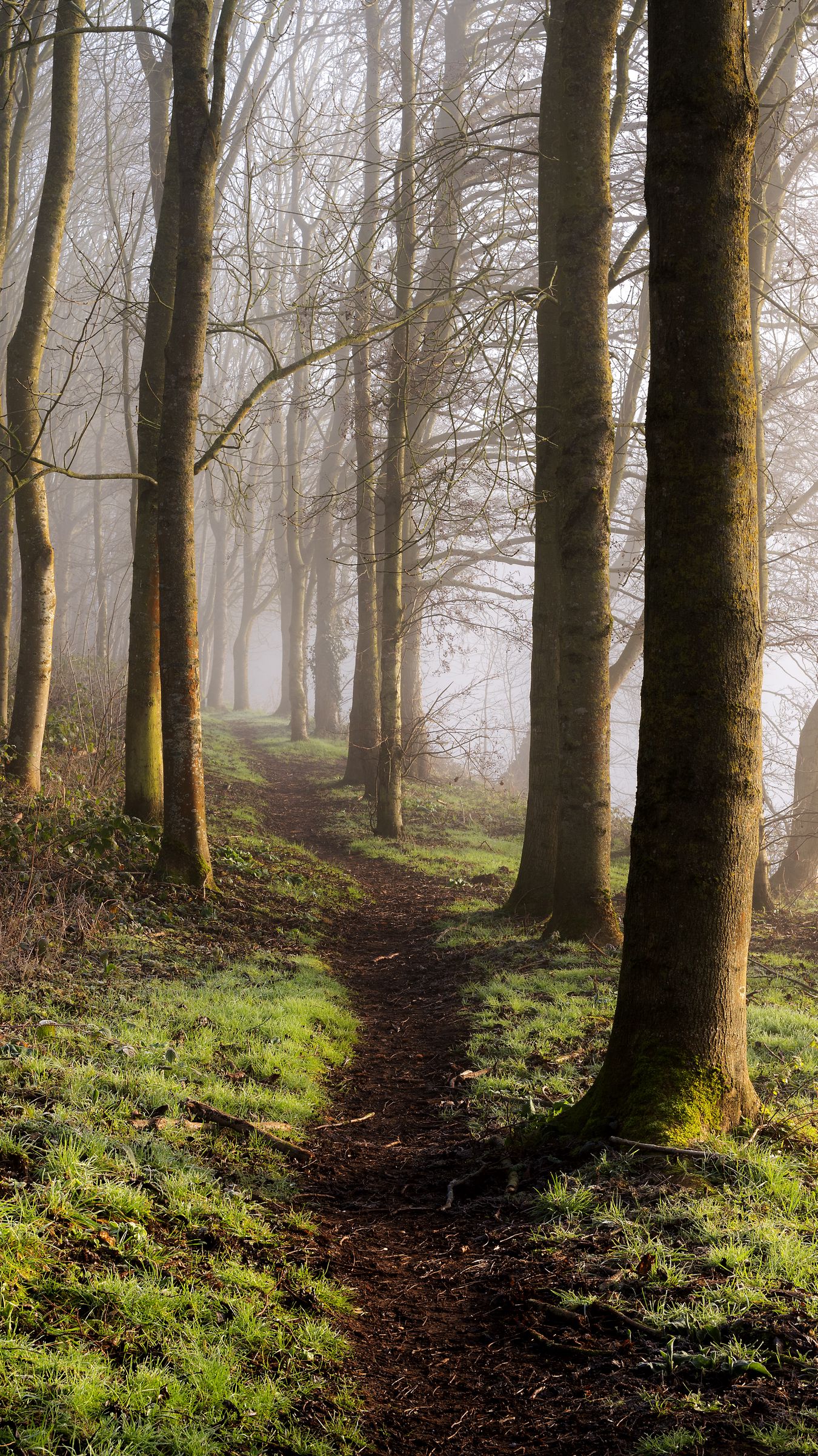 Download wallpaper 1350x2400 forest, trees, grass, path iphone 8+/7+/6s ...