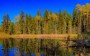 Wallpaper forest, trees, reflection, lake, nature, landscape hd ...