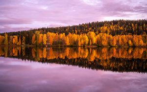 Wallpaper forest, trees, reflection, lake, nature, landscape hd ...