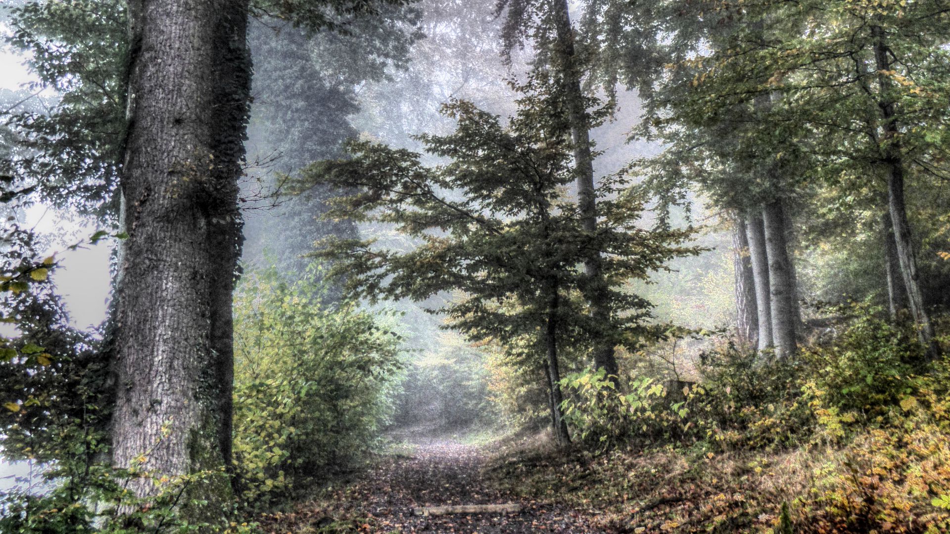 Download wallpaper 1920x1080 forest, trees, leaves, fog, nature ...