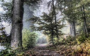 Wallpaper forest, fog, trees, landscape, nature hd, picture, image