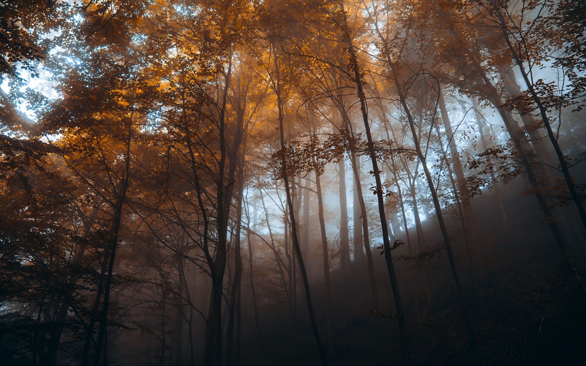 Download wallpaper 1920x1200 forest, trees, light, nature, landscape ...