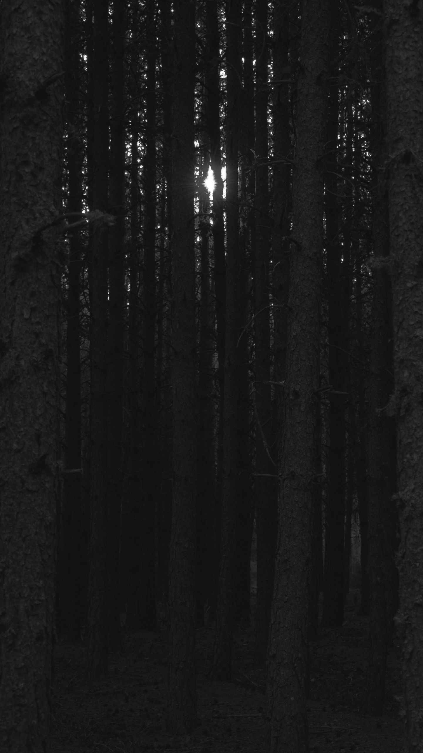 Download wallpaper 1440x2560 forest, trees, light, darkness qhd samsung ...