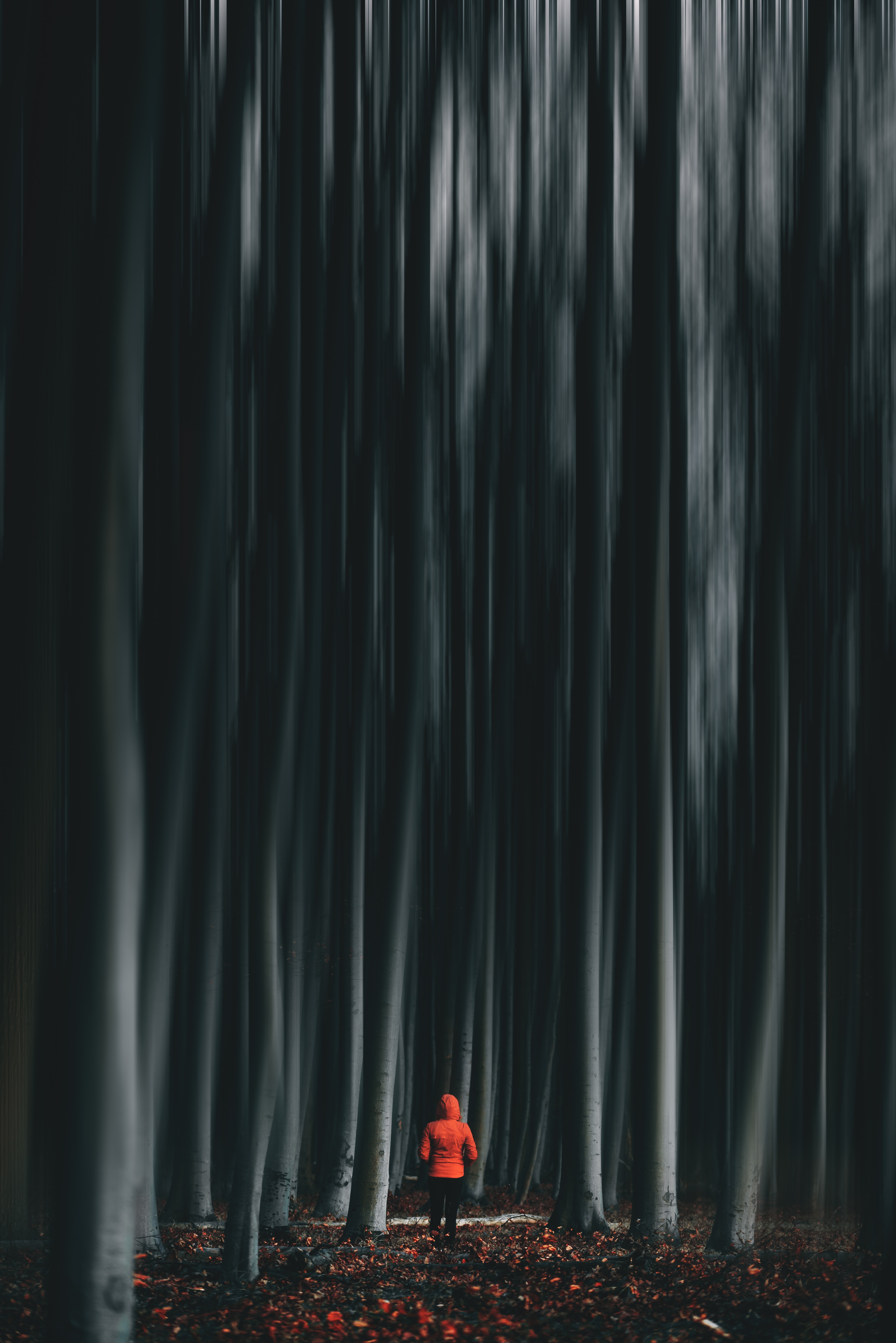 Download wallpaper 4003x5996 forest, trees, man, illusion, blur hd ...
