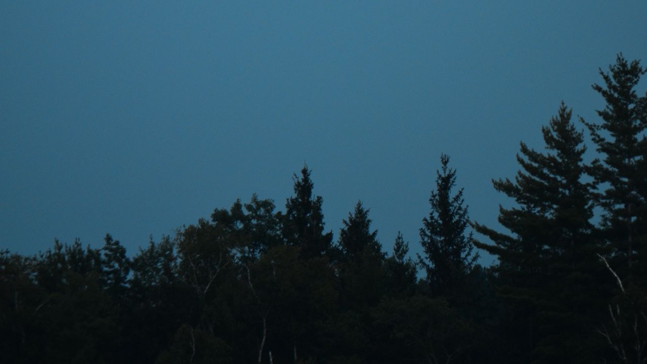 Wallpaper forest, trees, moon, sky, twilight hd, picture, image
