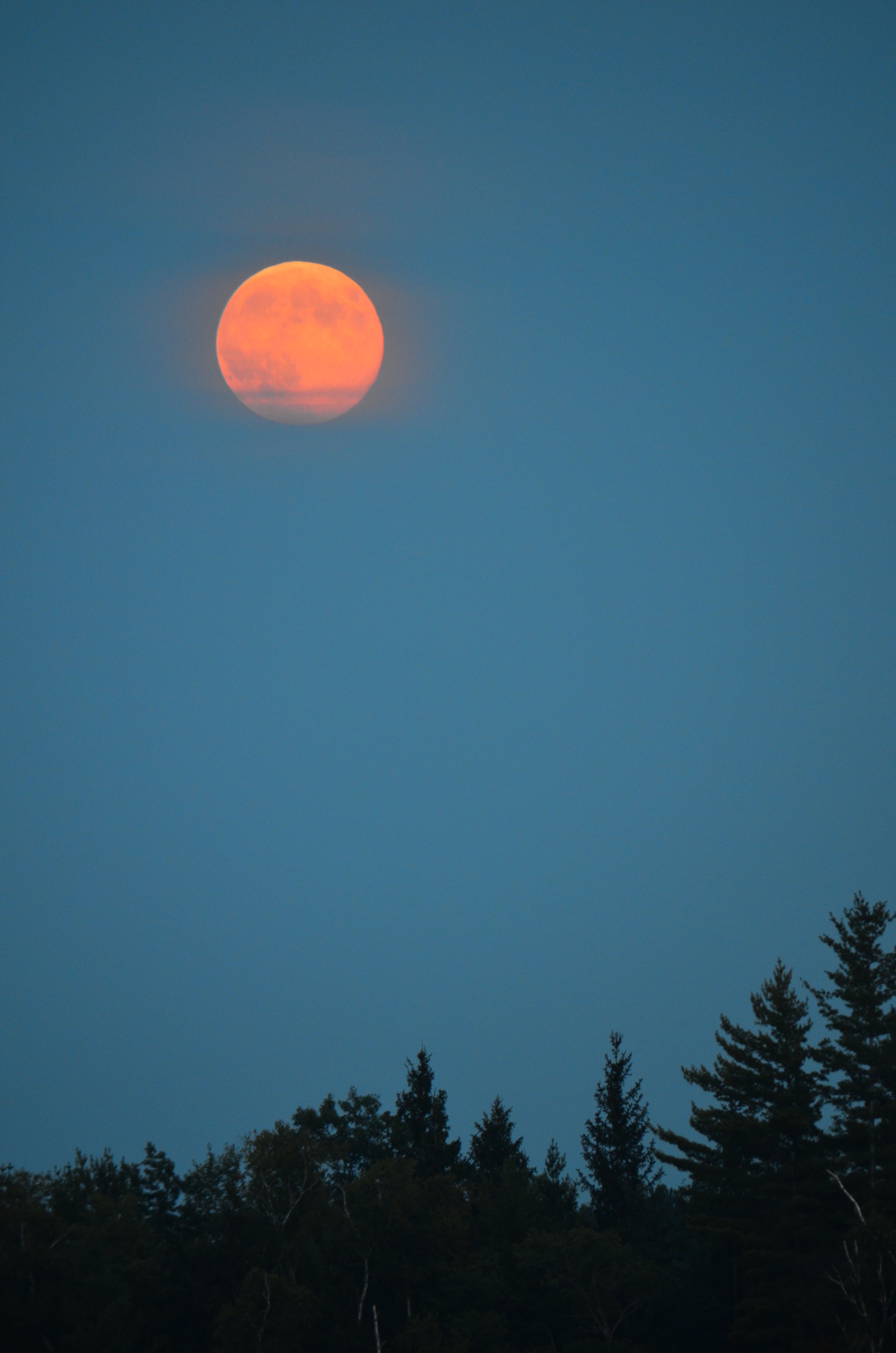 Download wallpaper 3264x4928 forest, trees, moon, sky, twilight hd ...