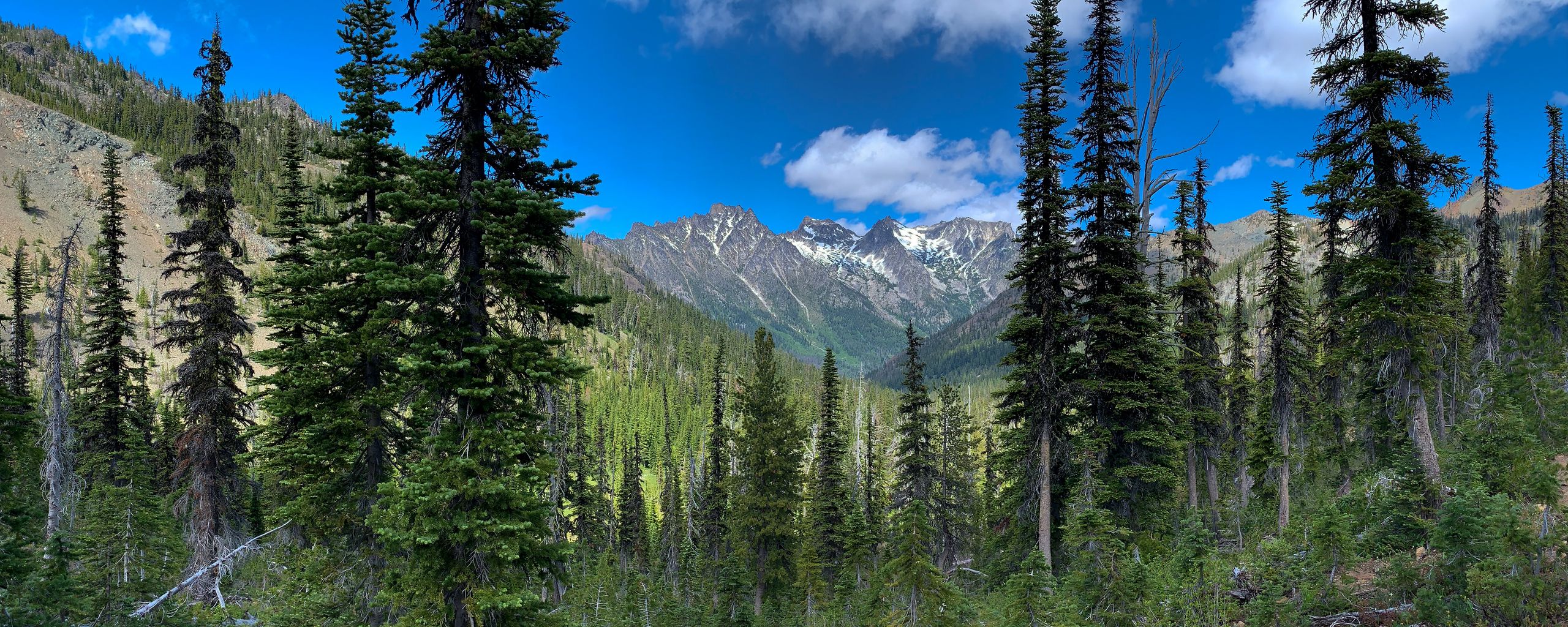 Download wallpaper 2560x1024 forest, trees, mountains, nature ...