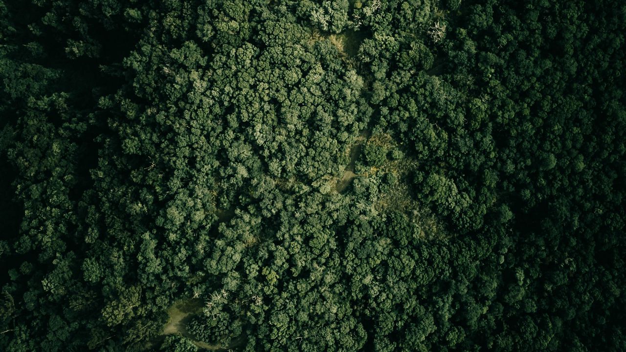 Wallpaper forest, trees, nature, aerial view, green hd, picture, image