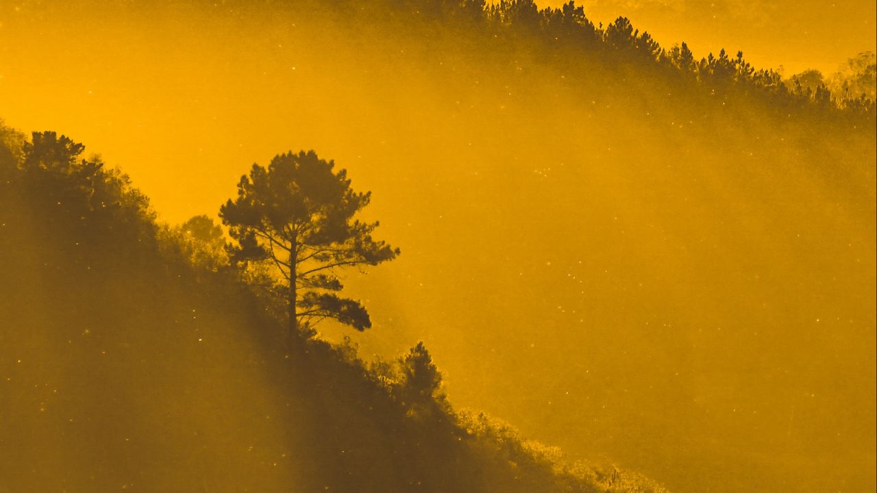 Wallpaper forest, trees, rays, sun, yellow hd, picture, image