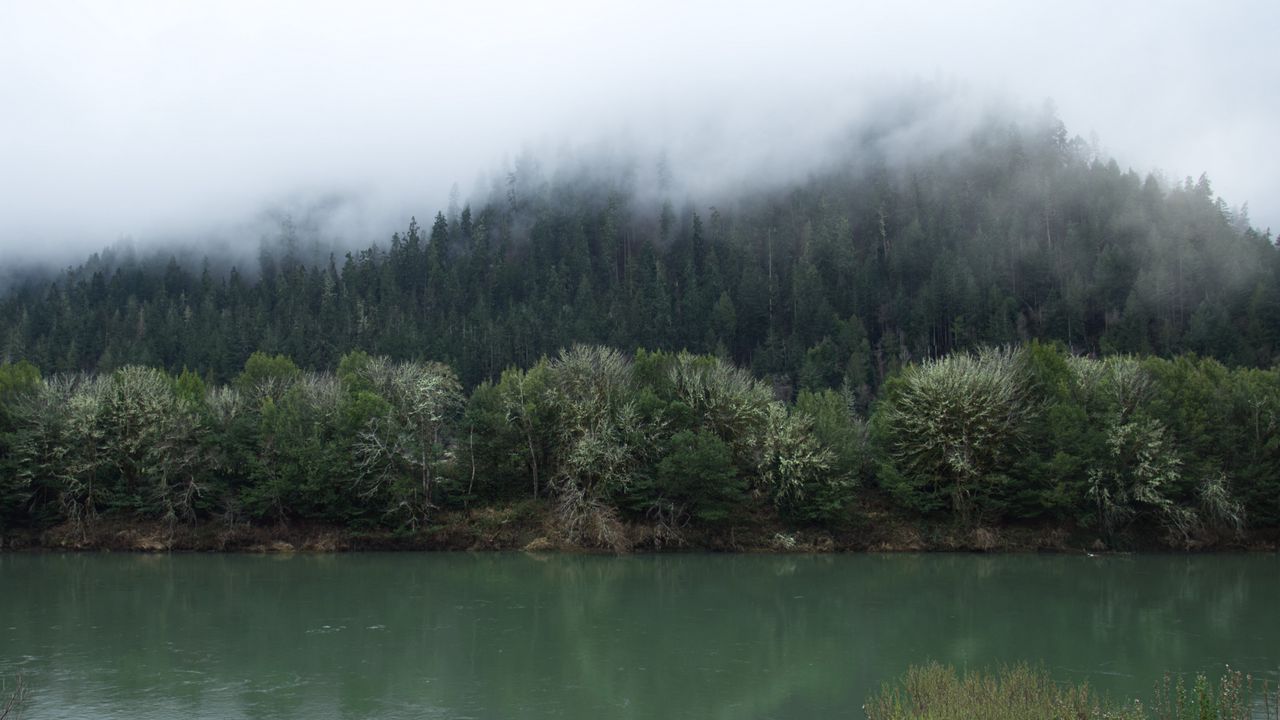 Wallpaper forest, trees, river, fog, nature hd, picture, image