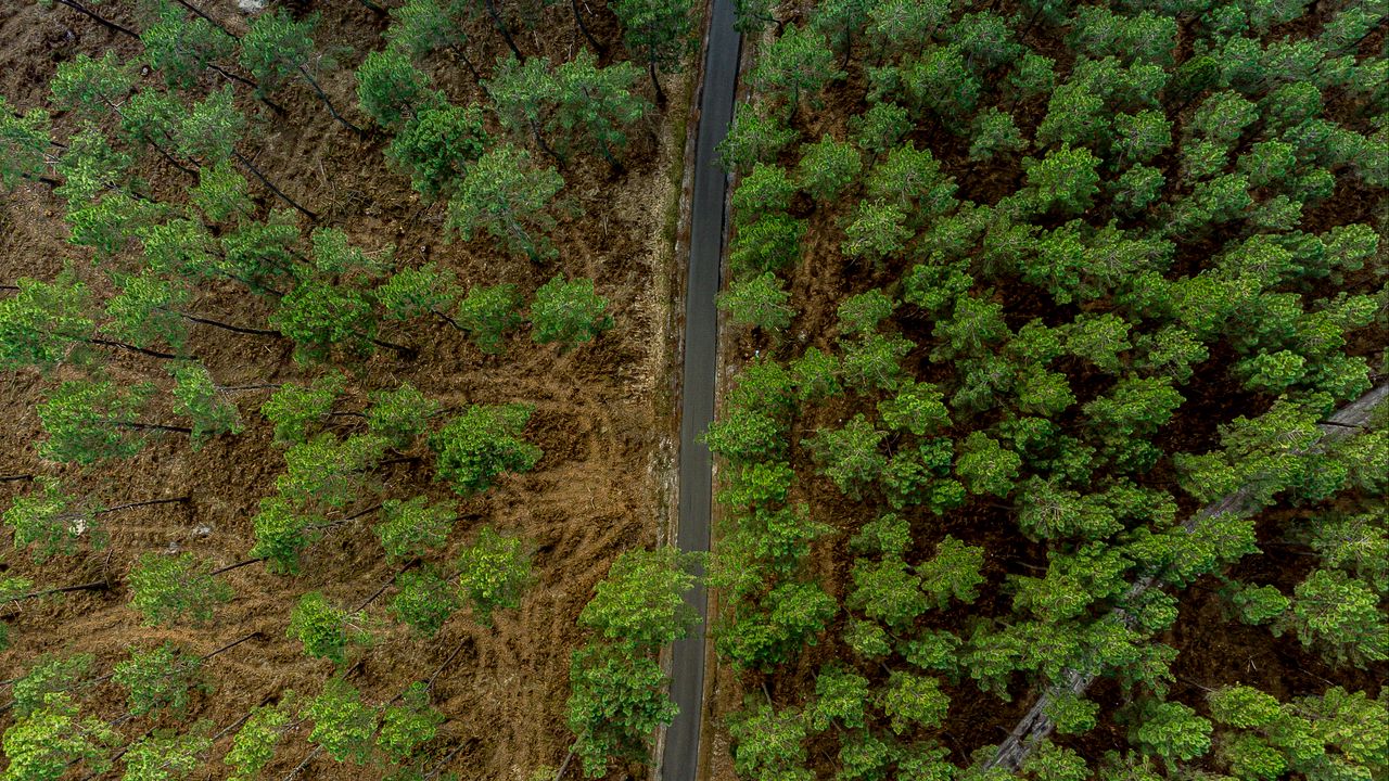 Wallpaper forest, trees, road, aerial view, nature hd, picture, image