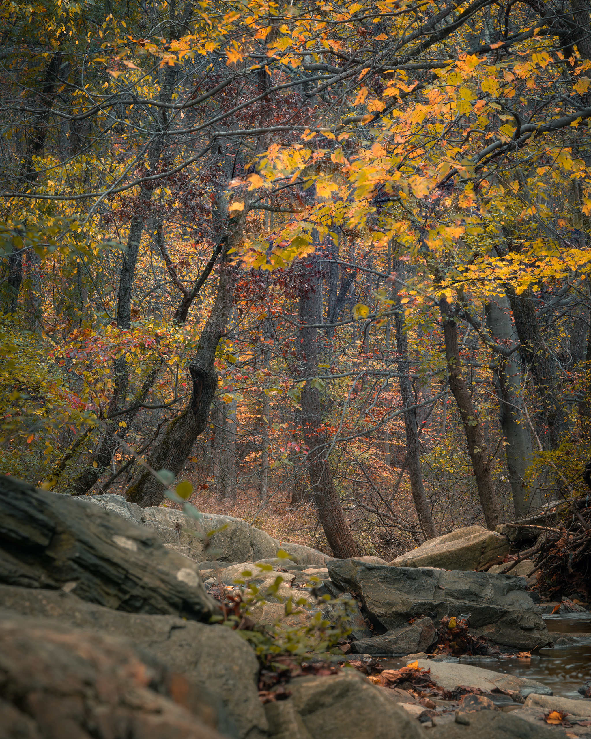 Download wallpaper 2048x2560 forest, trees, rocks, autumn, nature hd ...