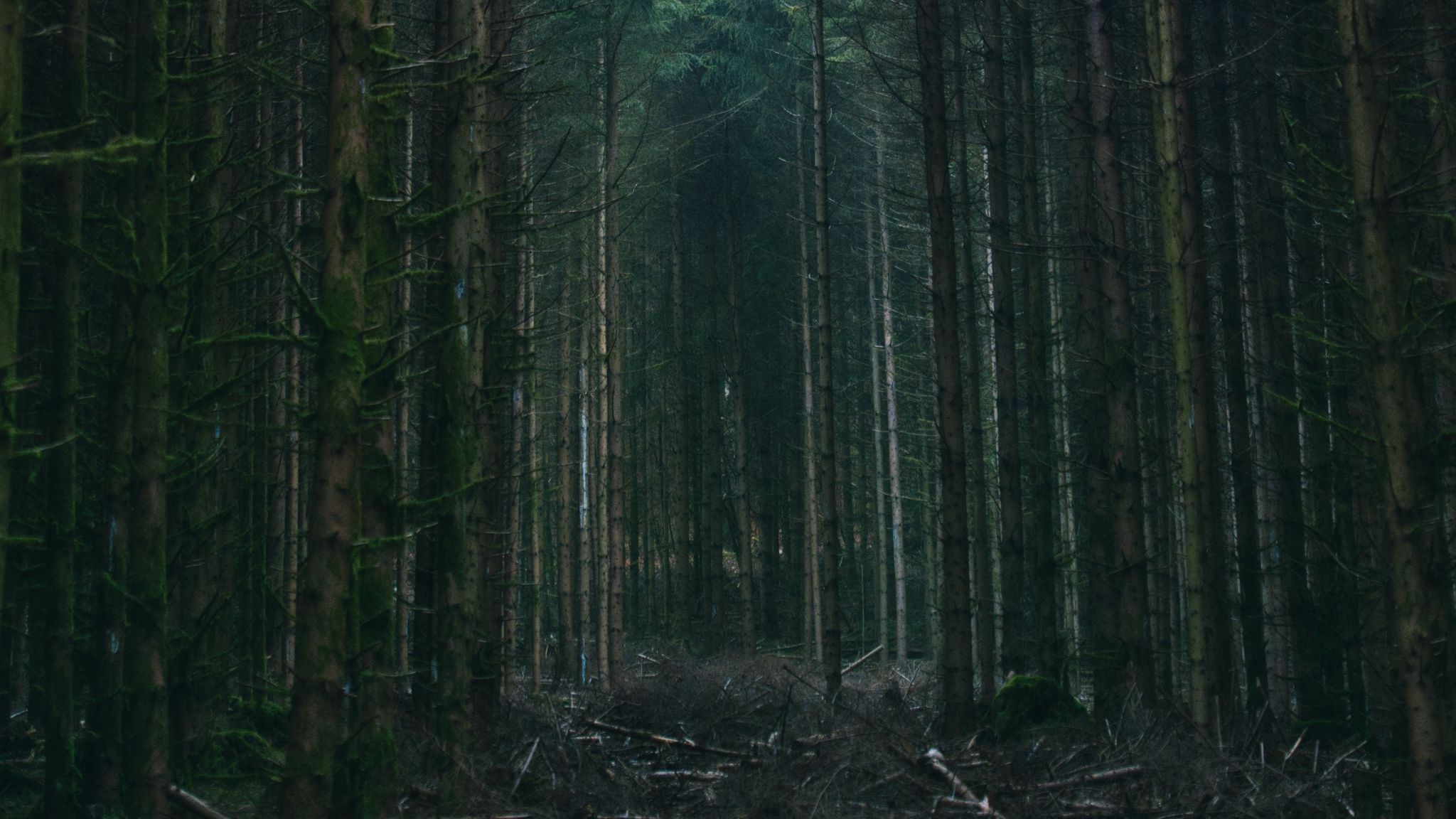 Download wallpaper 2048x1152 forest, trees, sky, branches, nature ...