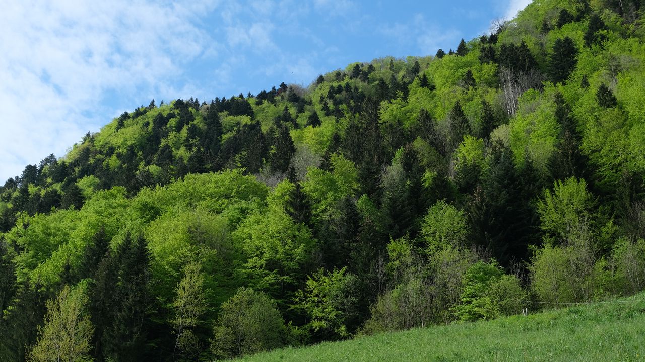 Wallpaper forest, trees, slope, landscape, nature hd, picture, image