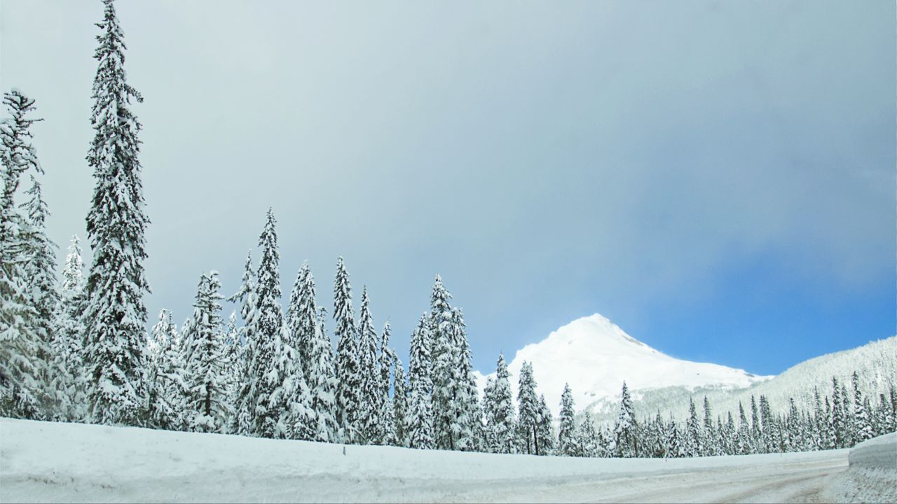 Wallpaper forest, trees, snow, winter, nature, landscape hd, picture, image