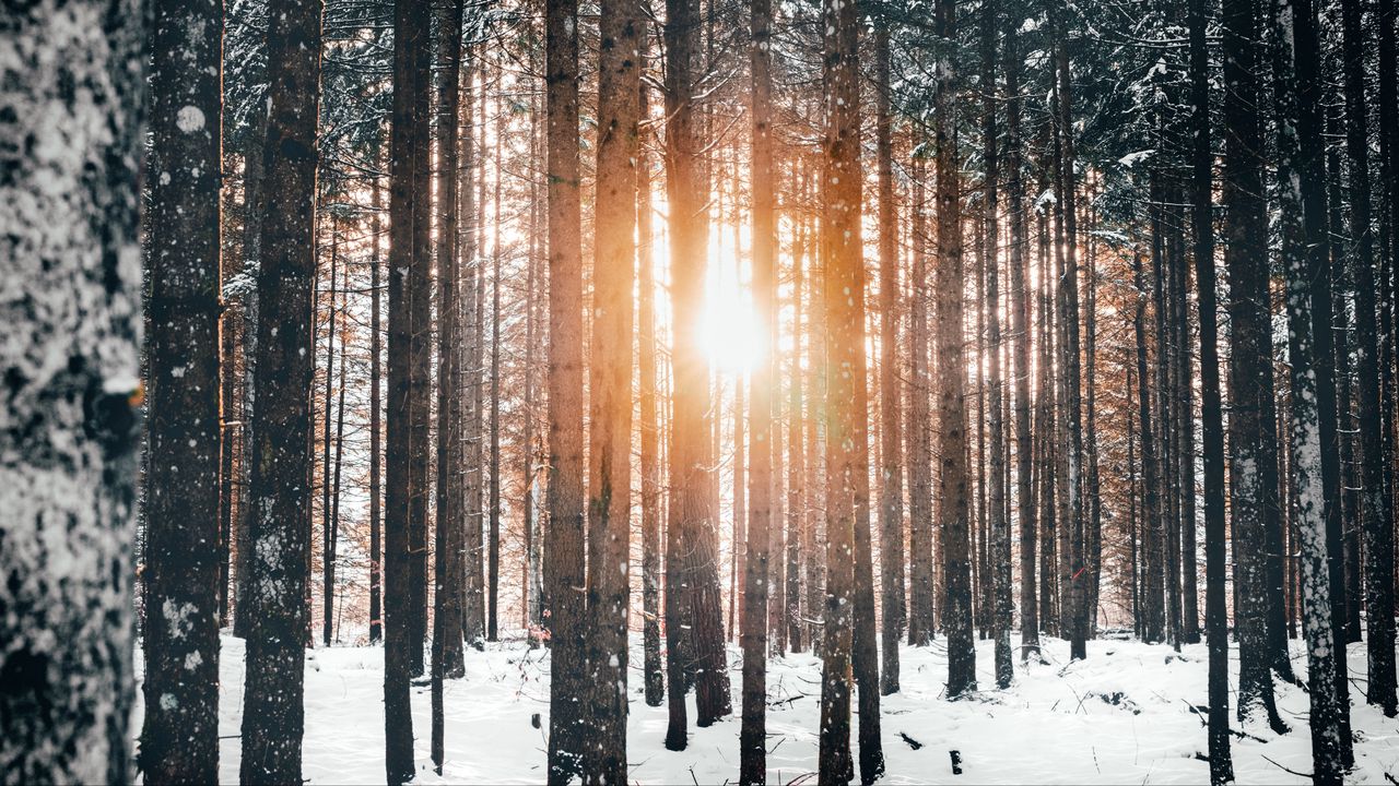 Wallpaper forest, trees, sun, snow, winter hd, picture, image