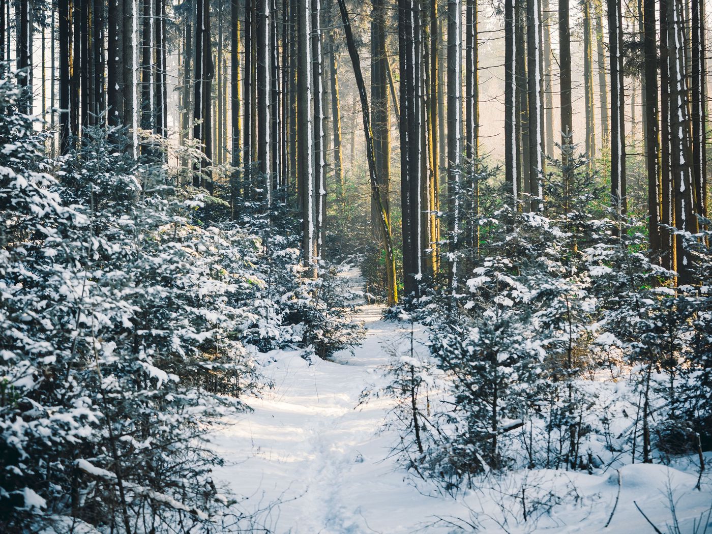 Download wallpaper 1400x1050 forest, trees, trail, snow, winter ...