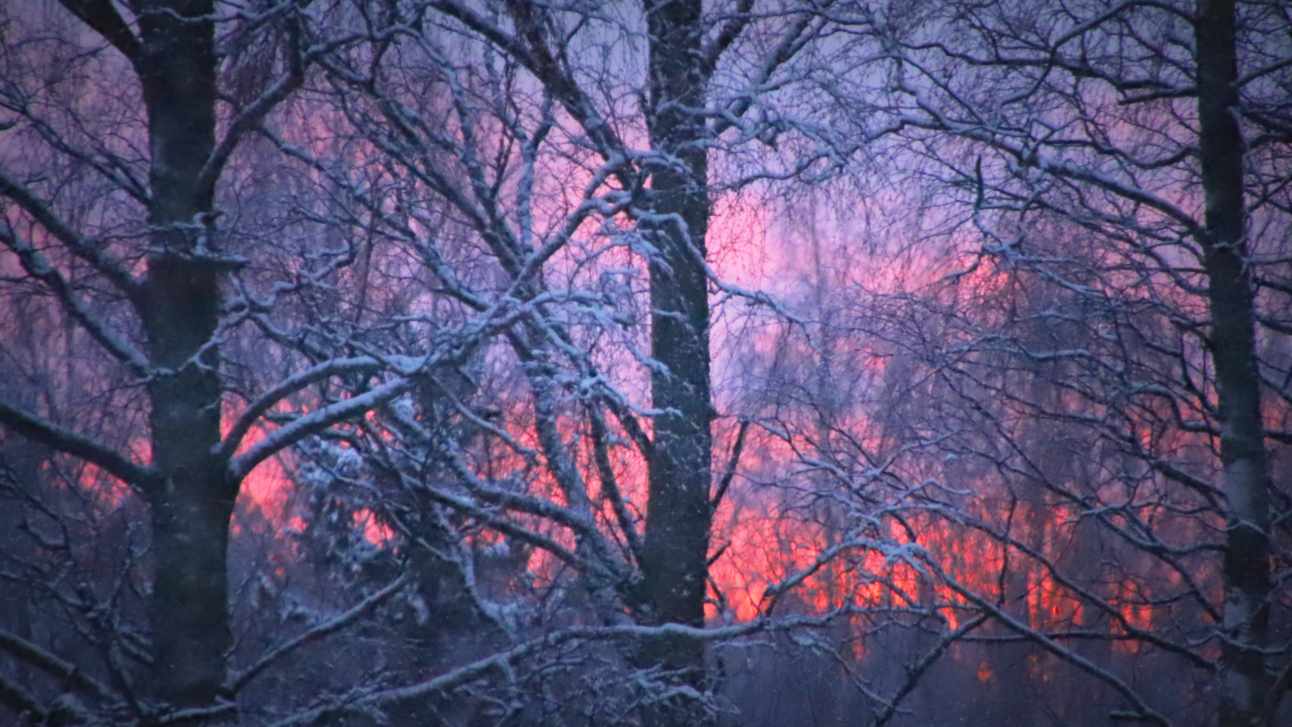 Download wallpaper 4212x2369 forest, winter, sunset, trees, branches ...
