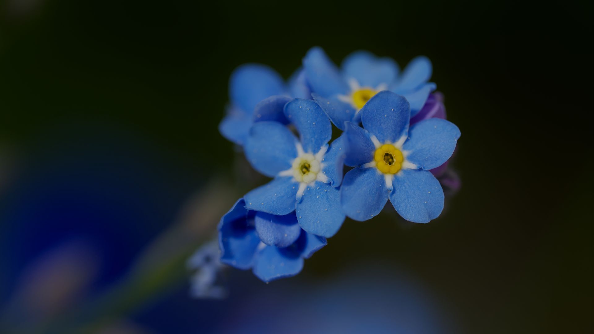 Download wallpaper 1920x1080 forget-me-not, petals, flower, macro, blue ...