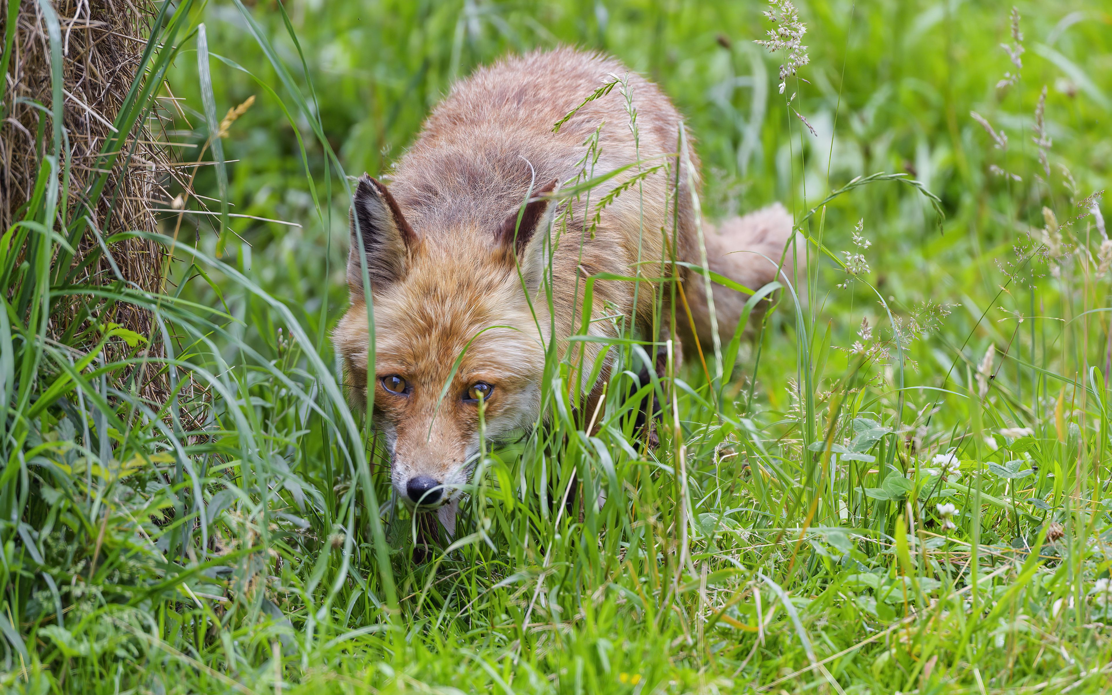 Download wallpaper 3840x2400 fox, animal, predator, hunting, wildlife ...