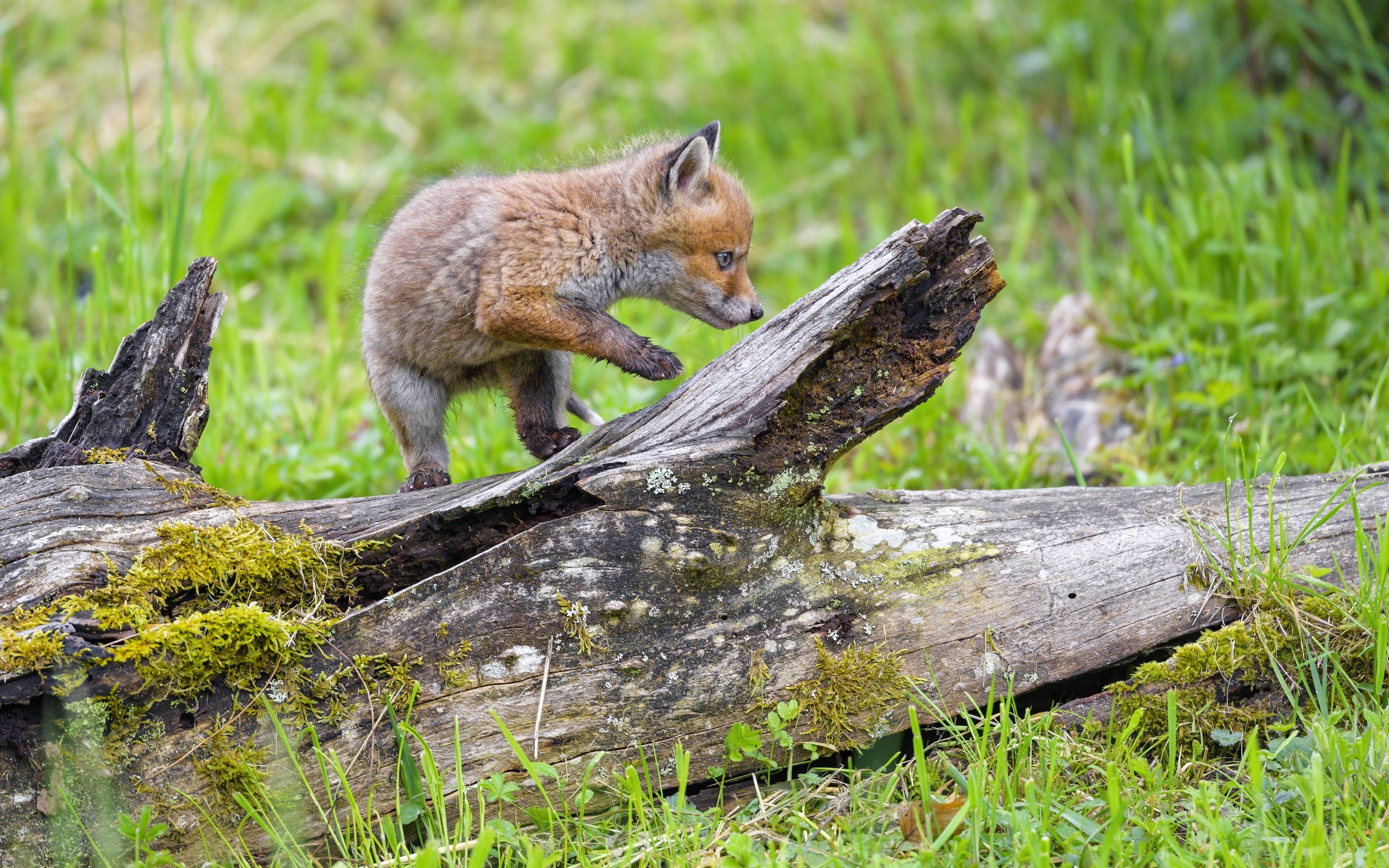 Download wallpaper 3840x2400 fox cub, fox, cute, wildlife 4k ultra hd ...
