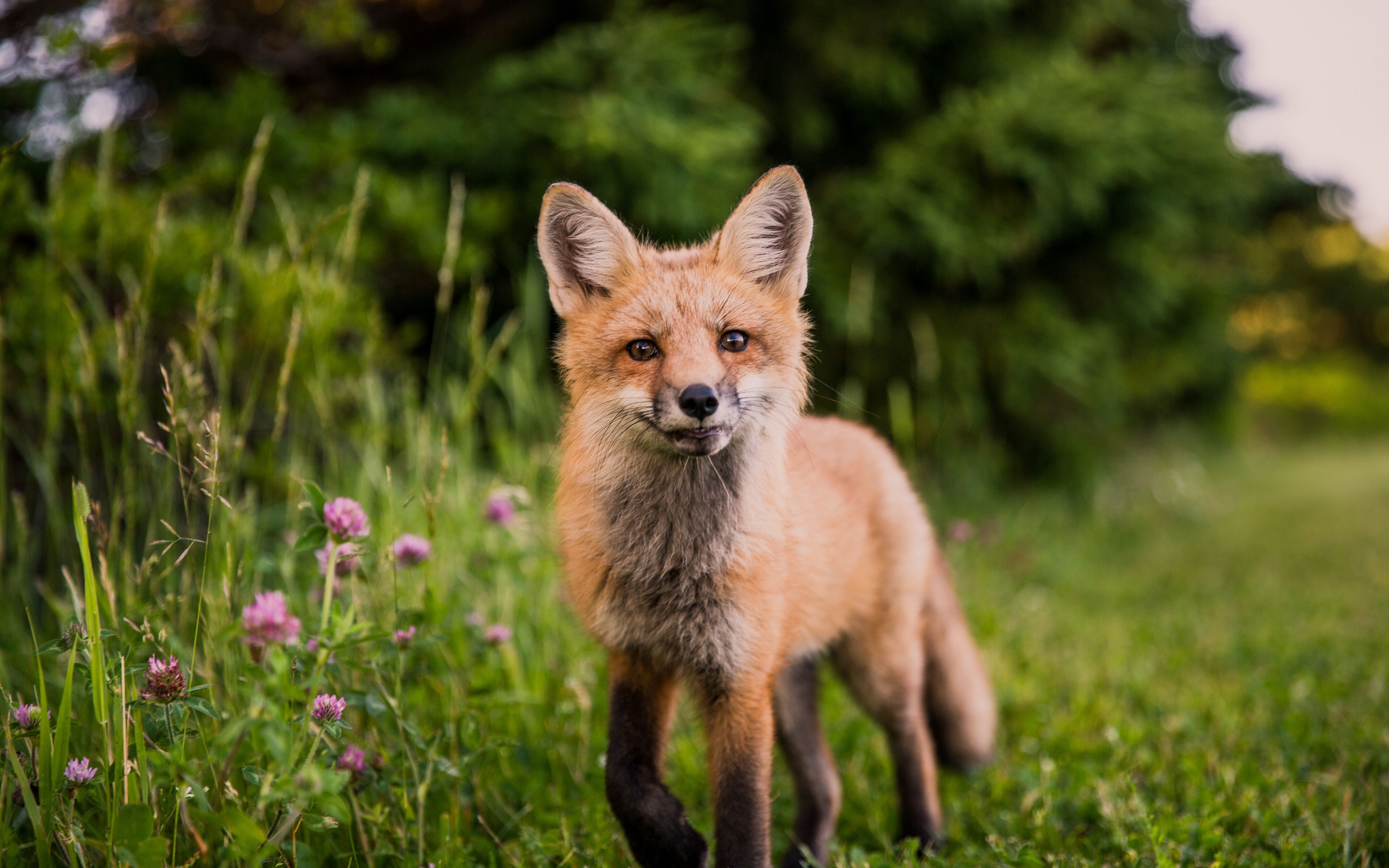 Download wallpaper 3840x2400 fox, muzzle, sight, grass, wildlife 4k ...