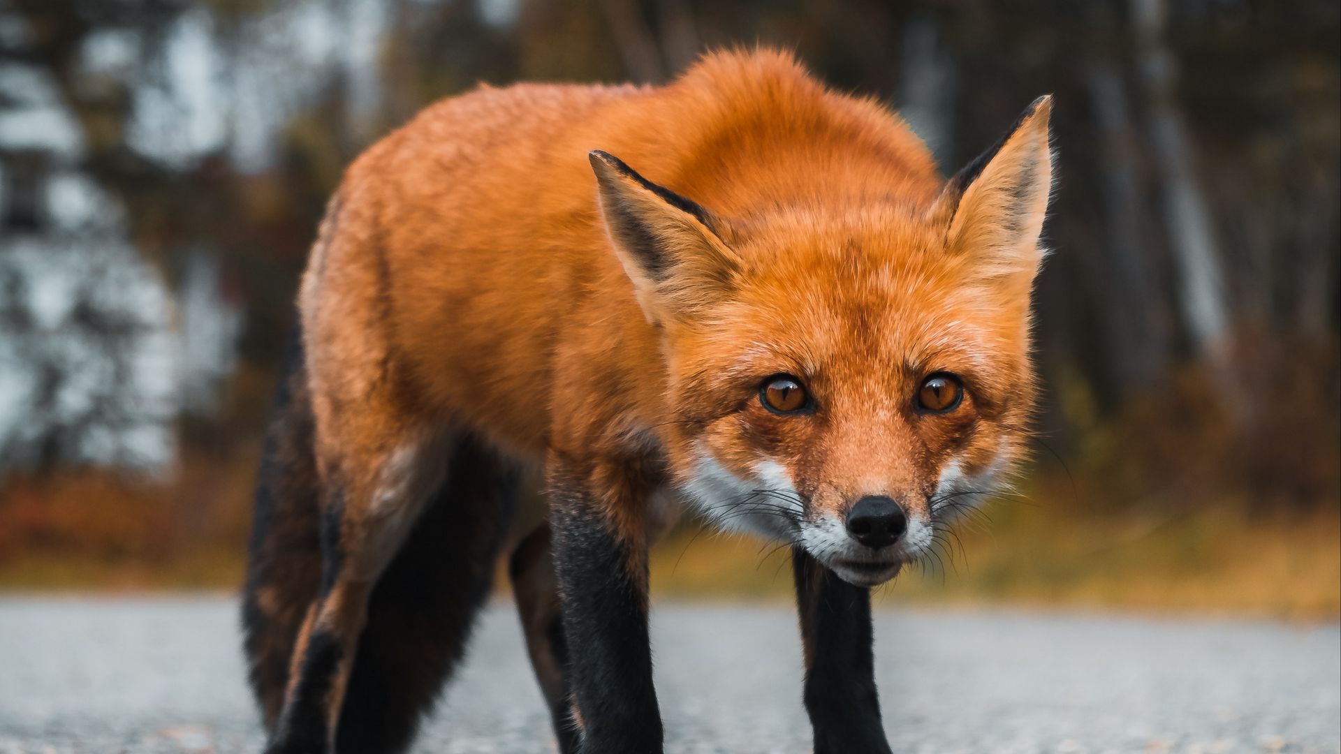 Download wallpaper 1920x1080 fox, predator, glance, asphalt full hd ...