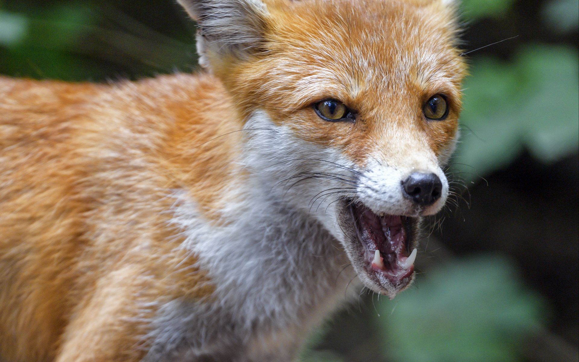 Download wallpaper 1920x1200 fox, predator, jaws, muzzle widescreen 16: ...