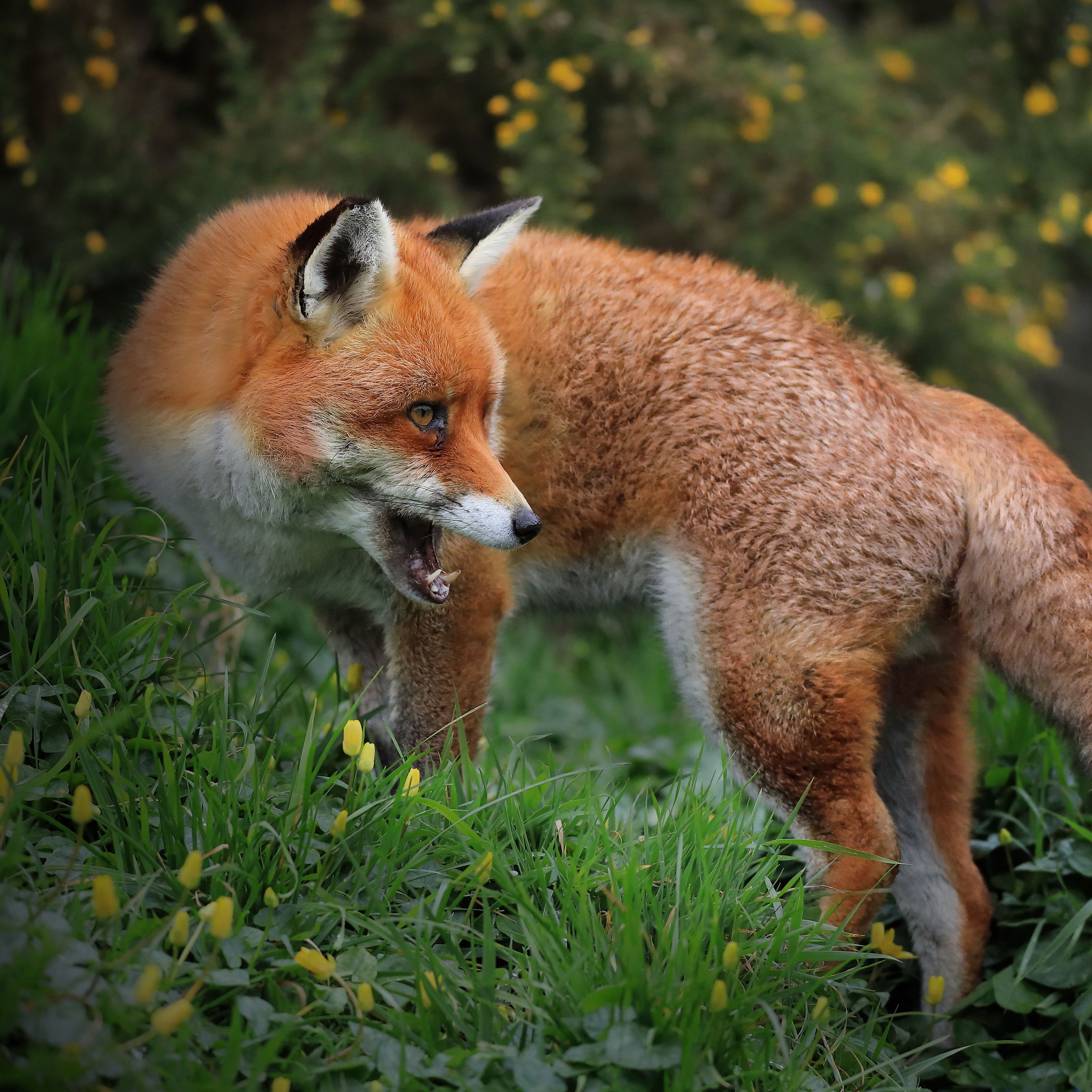 Download wallpaper 2780x2780 fox, predator, wildlife, grass ipad air ...