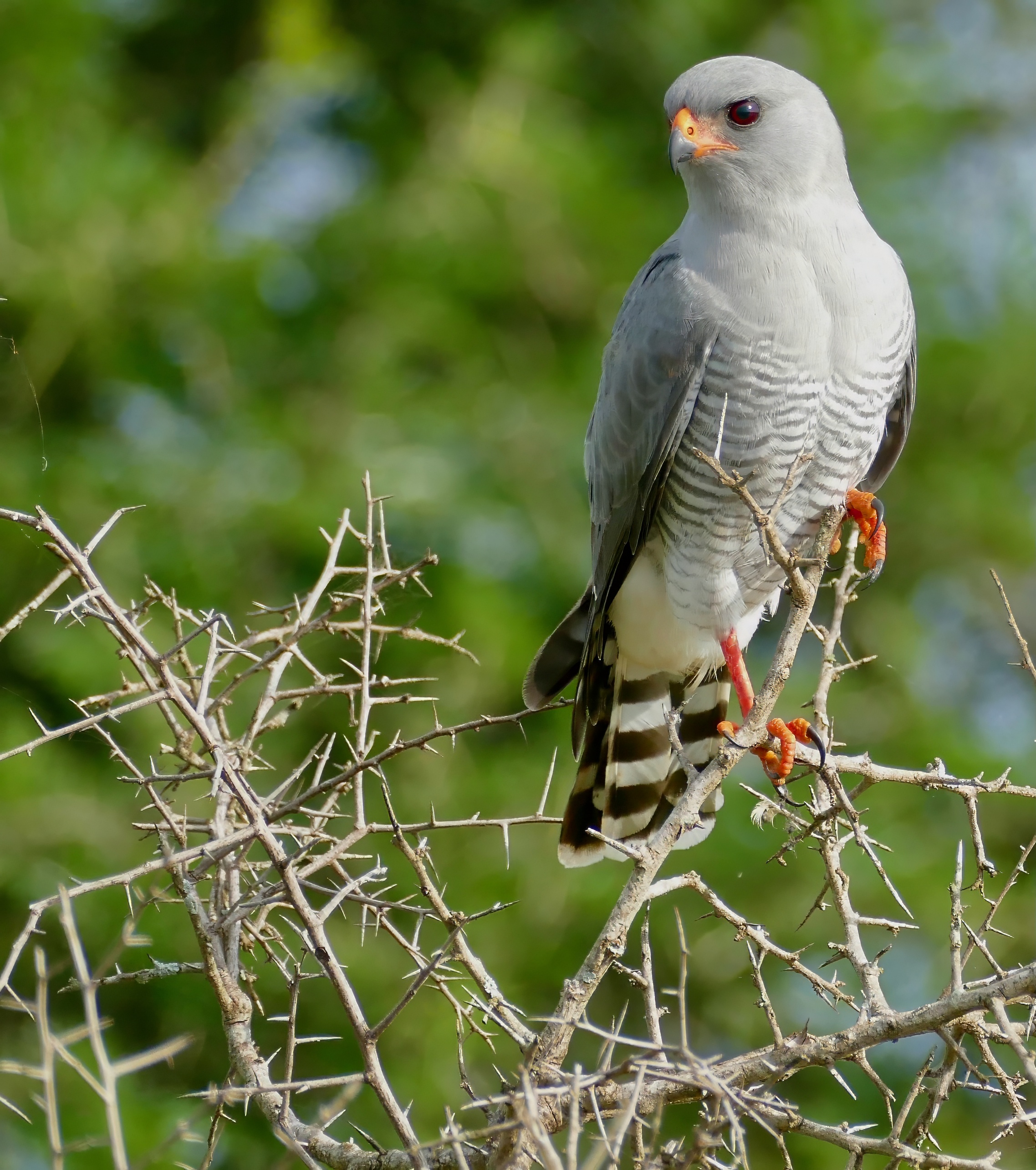 Download wallpaper 2275x2570 gabar goshawk, hawk, bird, wildlife hd ...