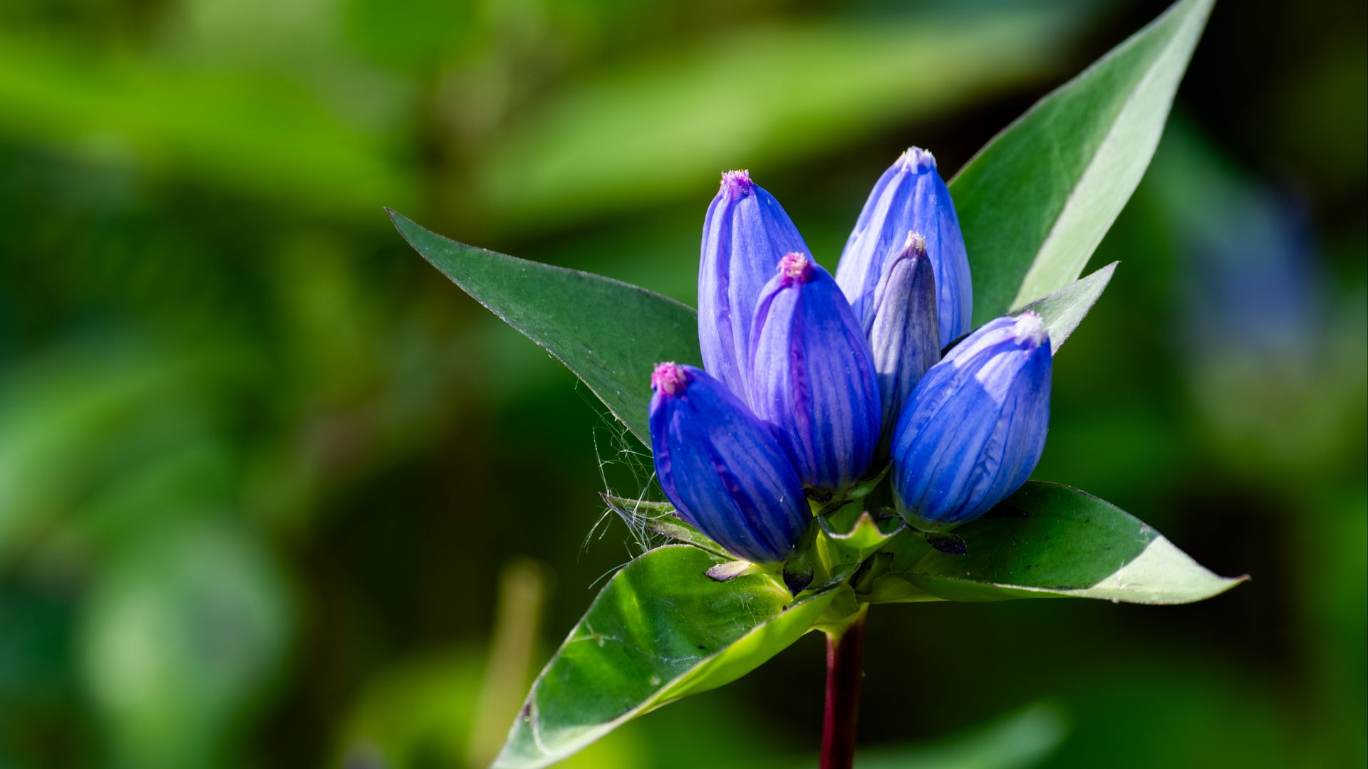 Download wallpaper 1920x1080 gentian, flowers, buds, macro ...