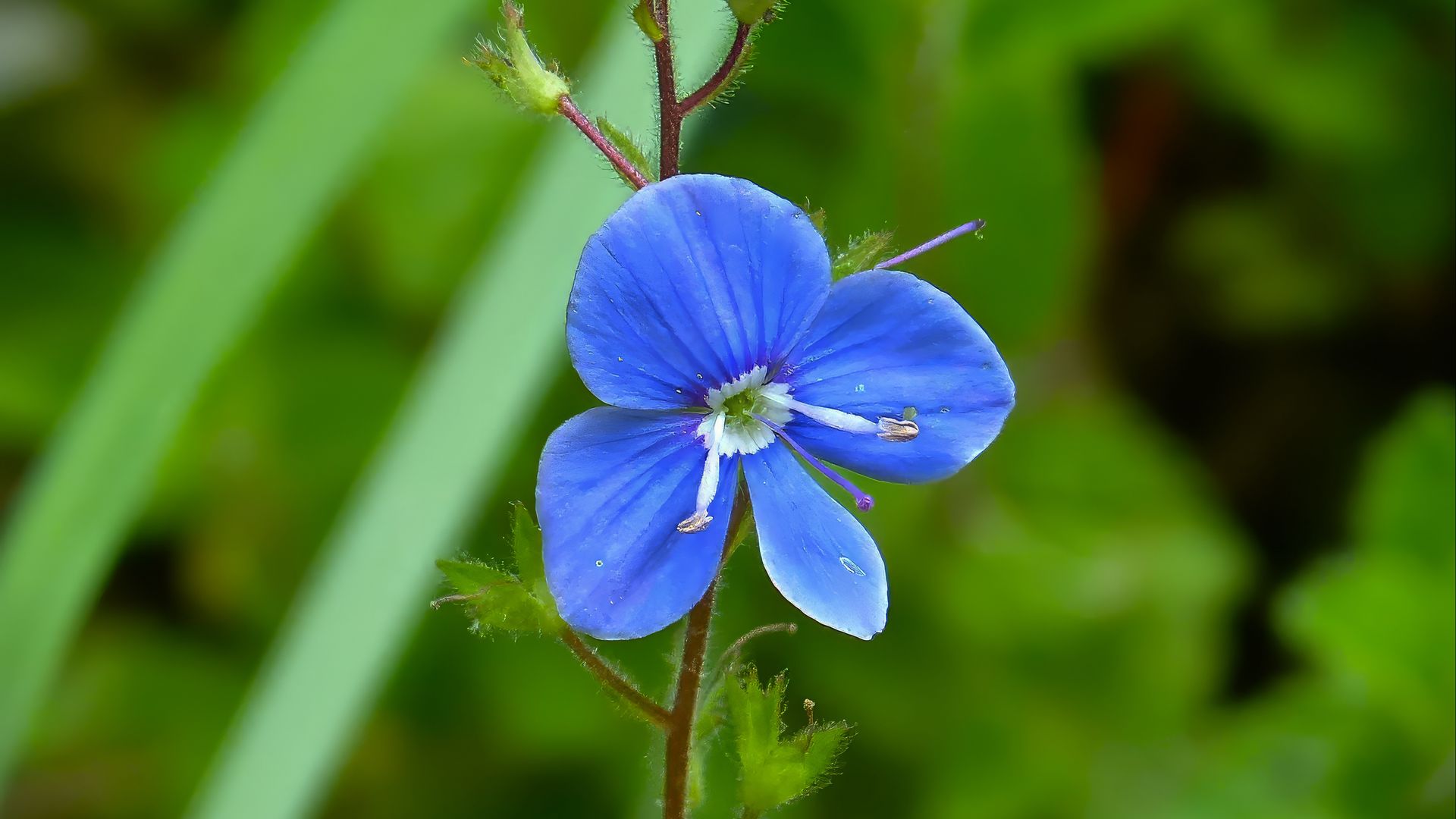 Download wallpaper 1920x1080 germander speedwell, flower, petals, blue ...