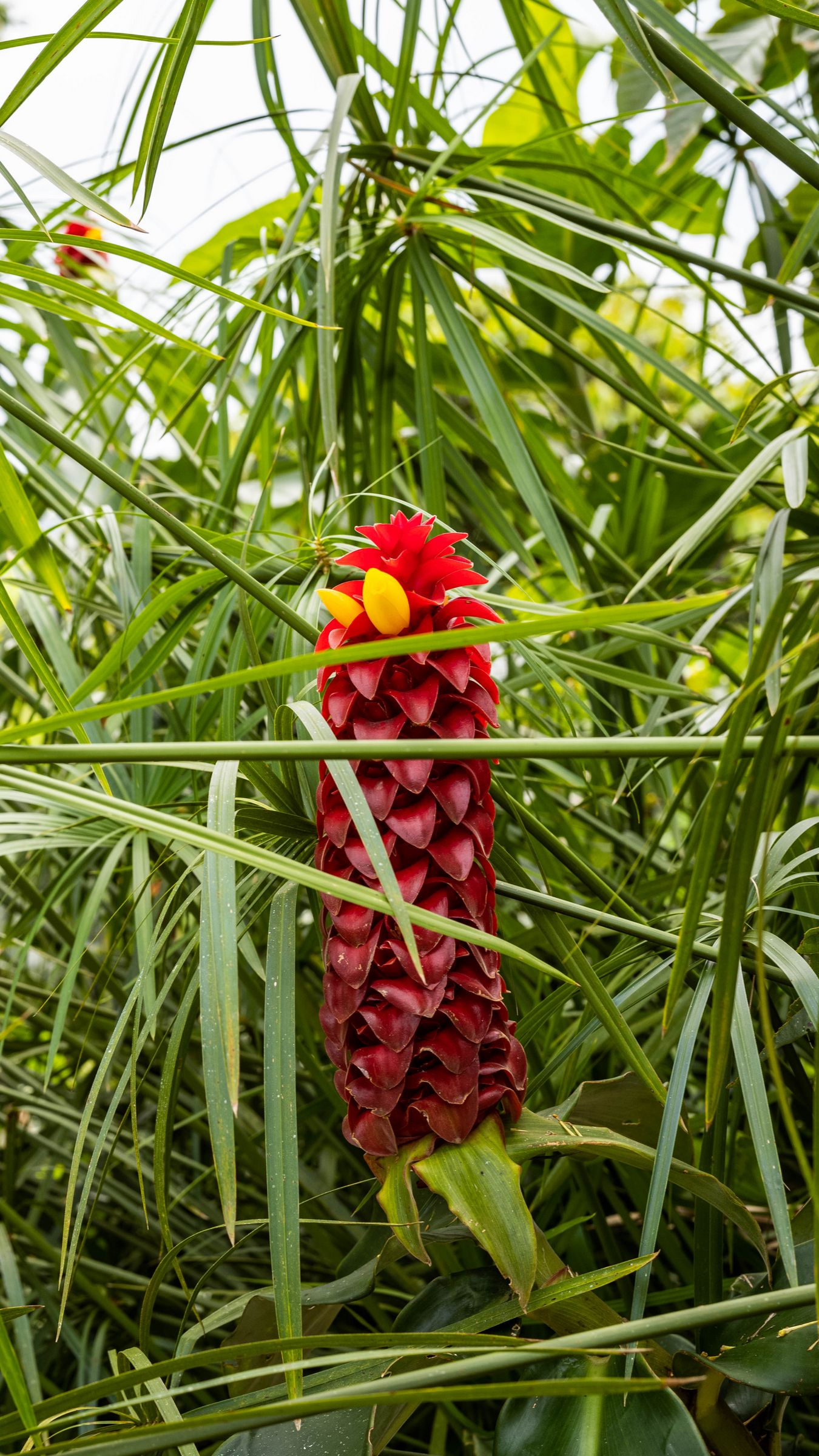 Download wallpaper 1350x2400 ginger, flower, inflorescence, herb iphone ...