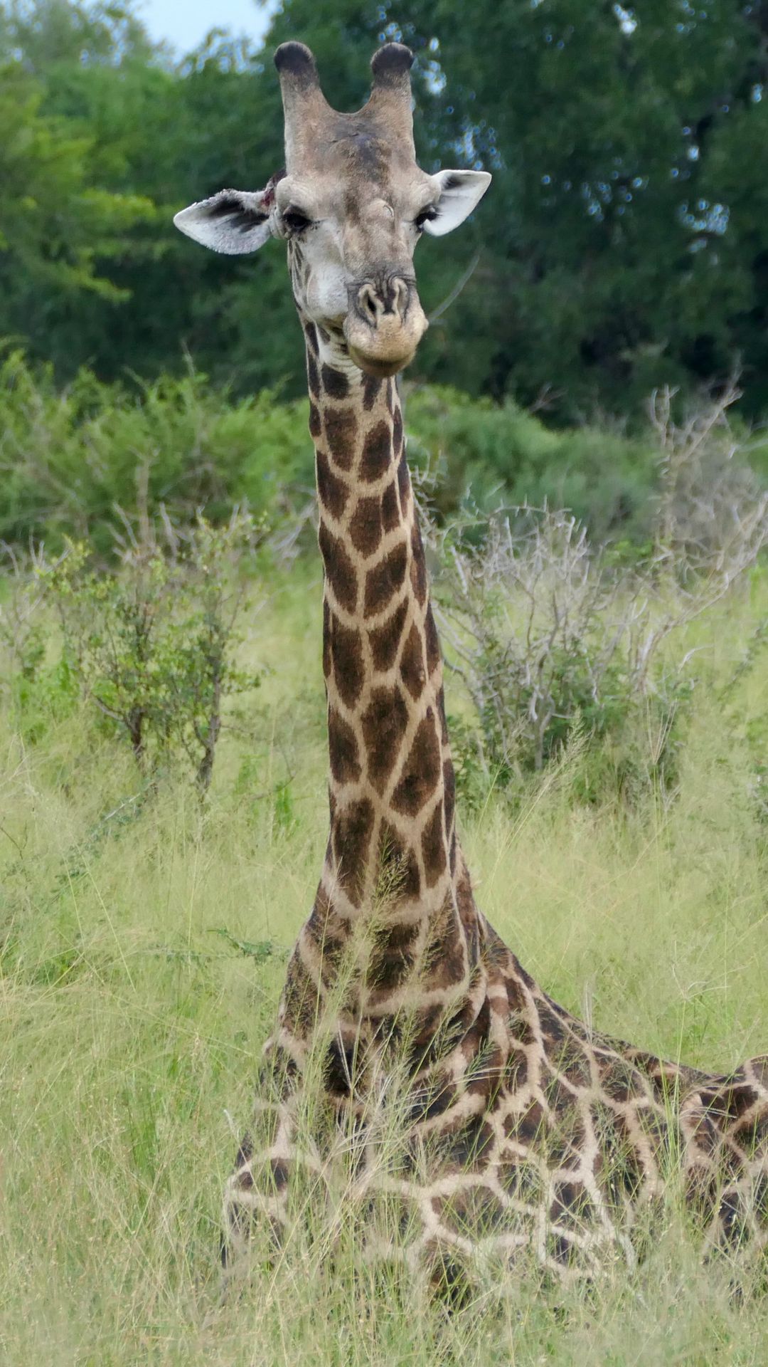 Download wallpaper 1080x1920 giraffe, animal, spots, view, nature ...