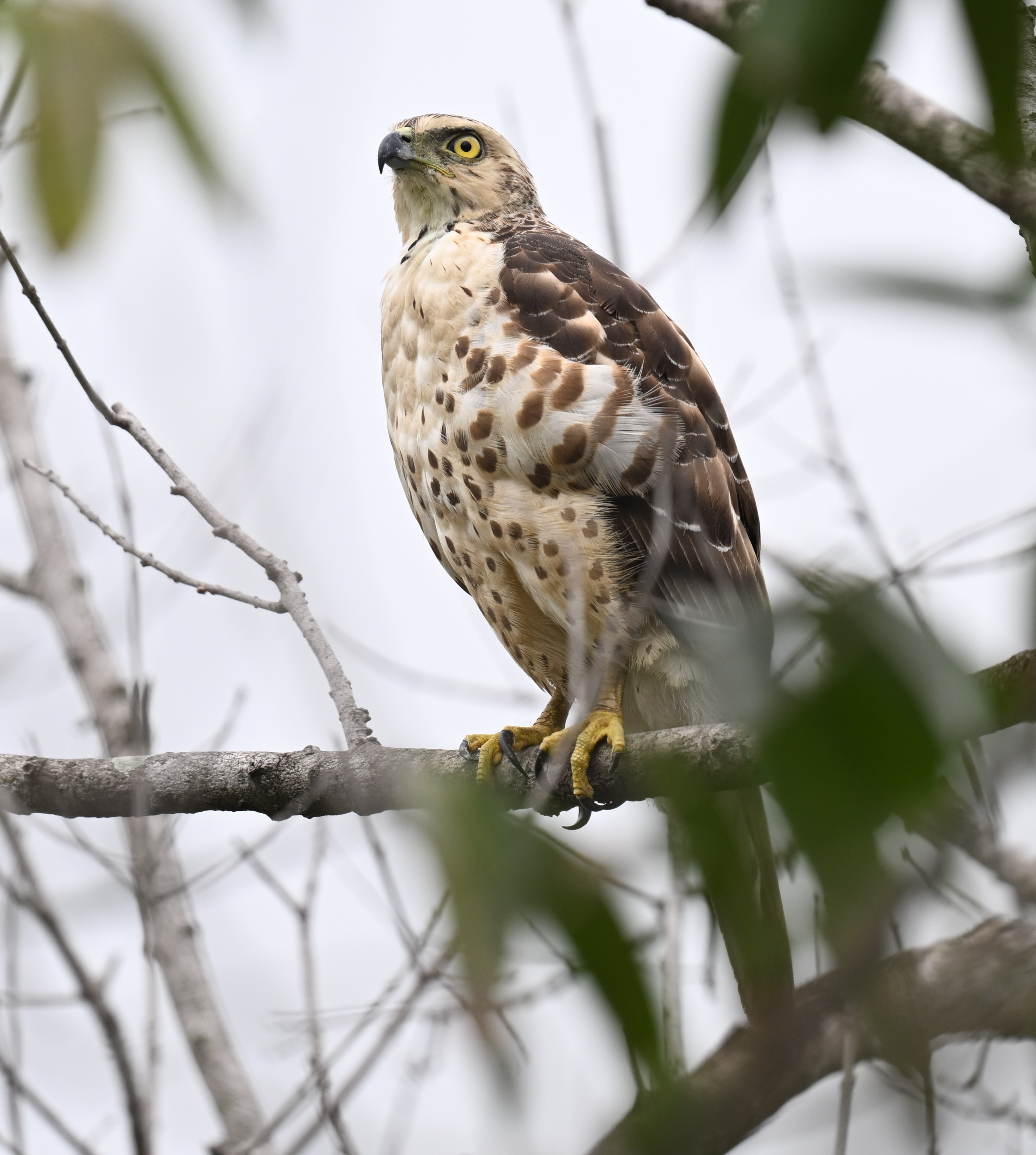 Download wallpaper 2937x3274 goshawk, bird, predator, tree hd background