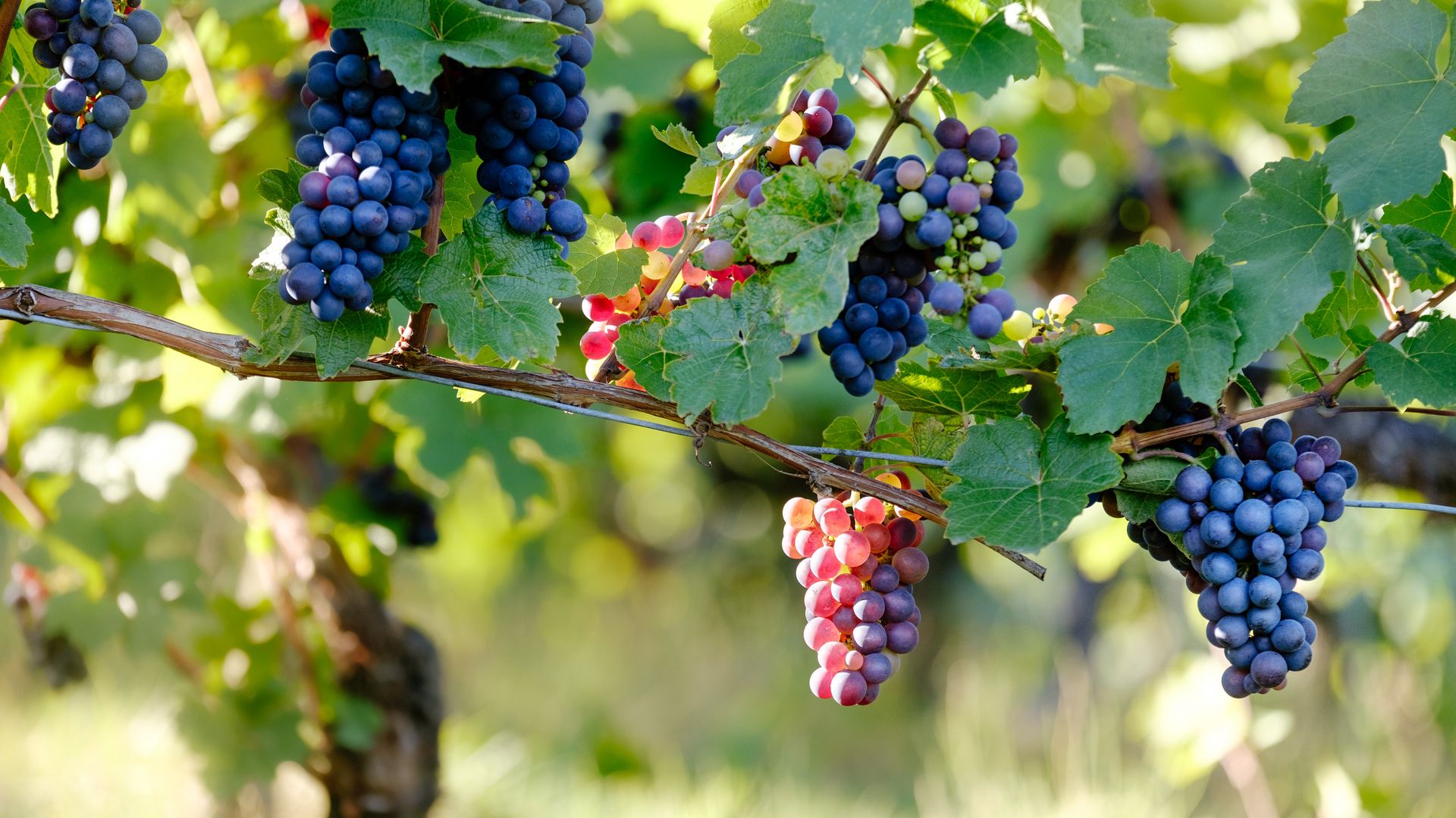 Download wallpaper 1920x1080 grape, vine, branches, berries full hd ...