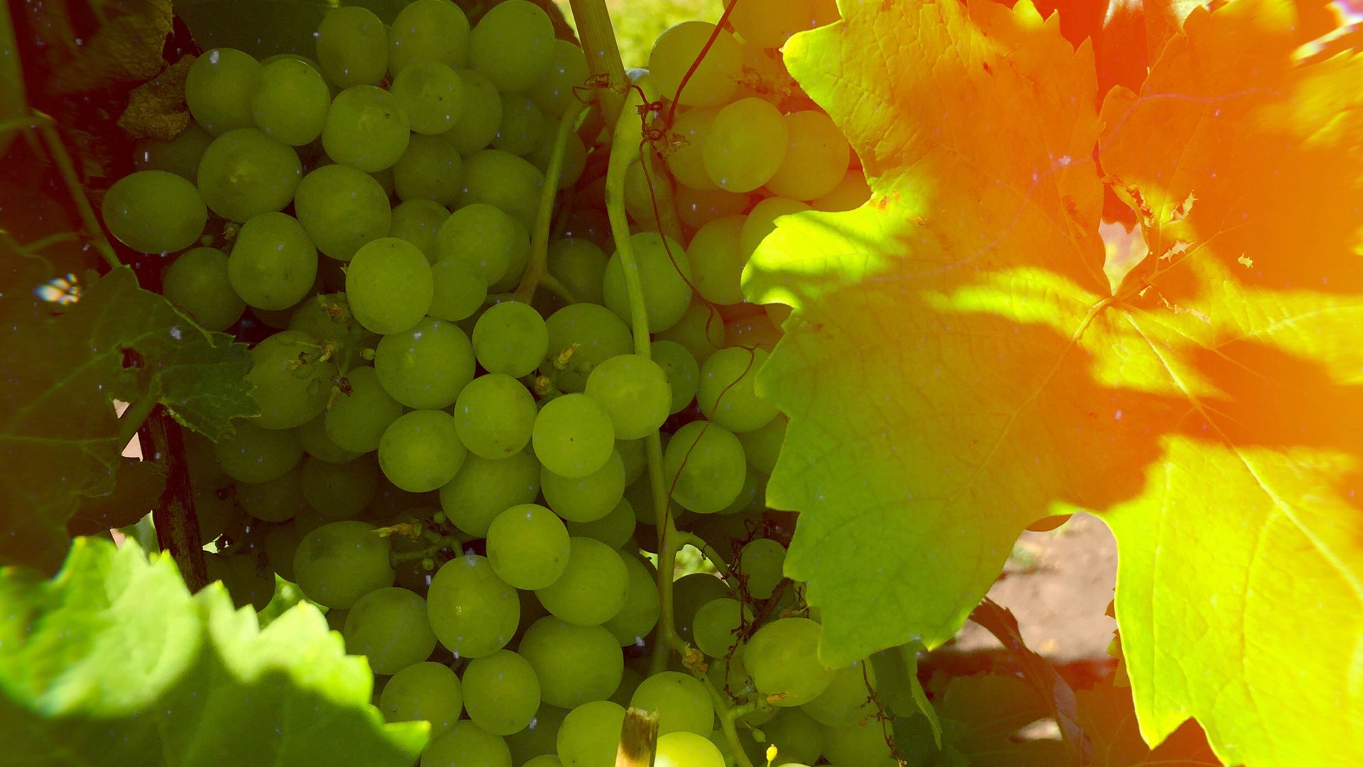 Download wallpaper 1920x1080 grapes, berries, branches, sunlight full ...